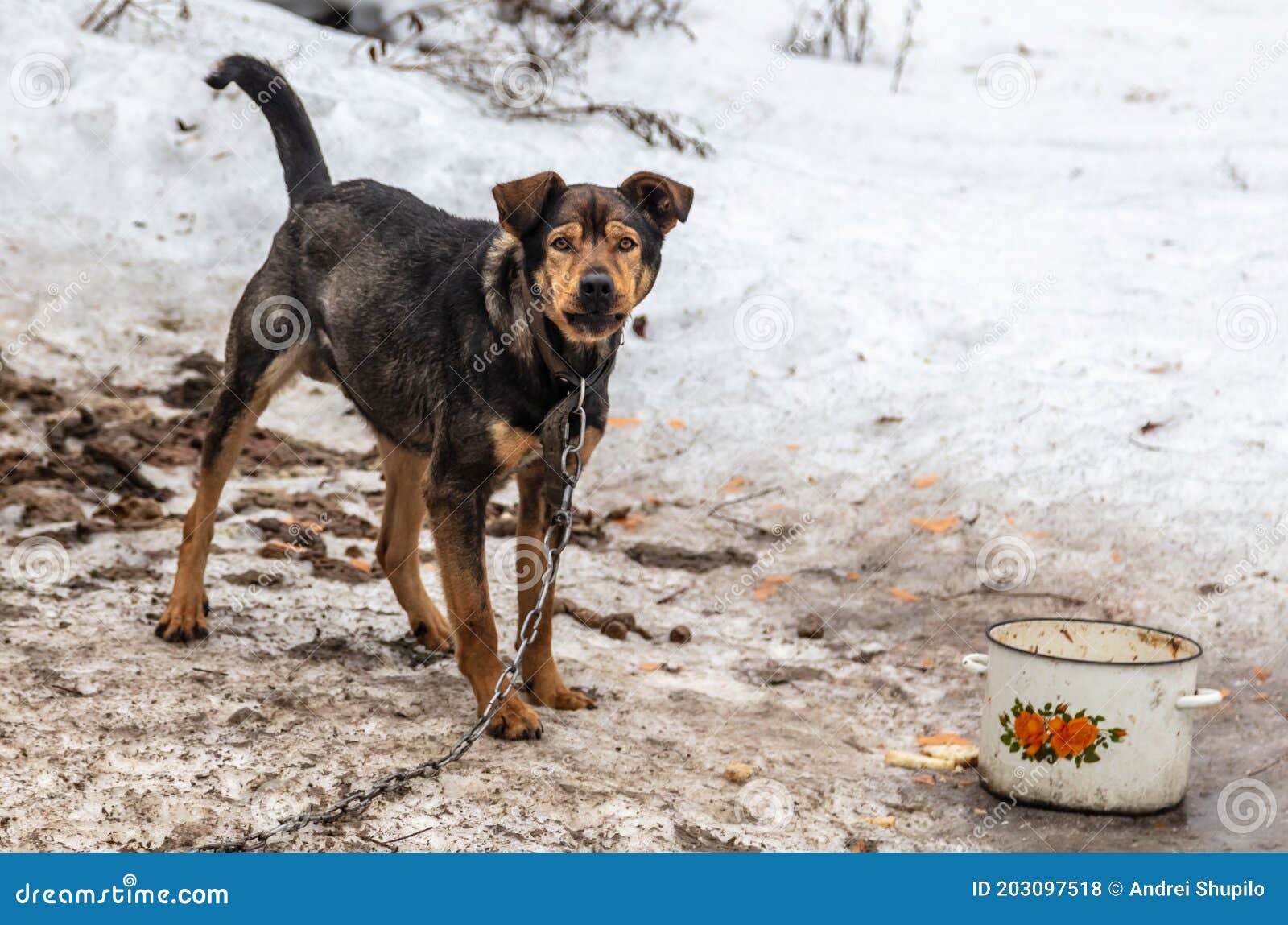 Angry dog on a chain stock photo. Image of chain, nose - 203097518