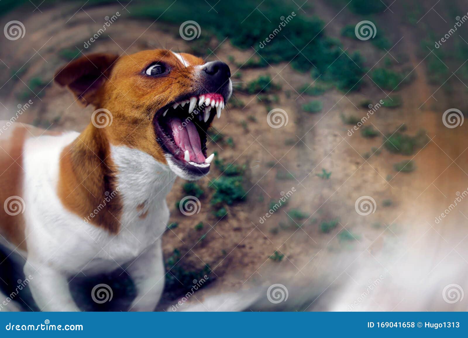 Angry Dog. Dangerous Aggressive Dog. Dog Attack. Stock Photo - Image of ...