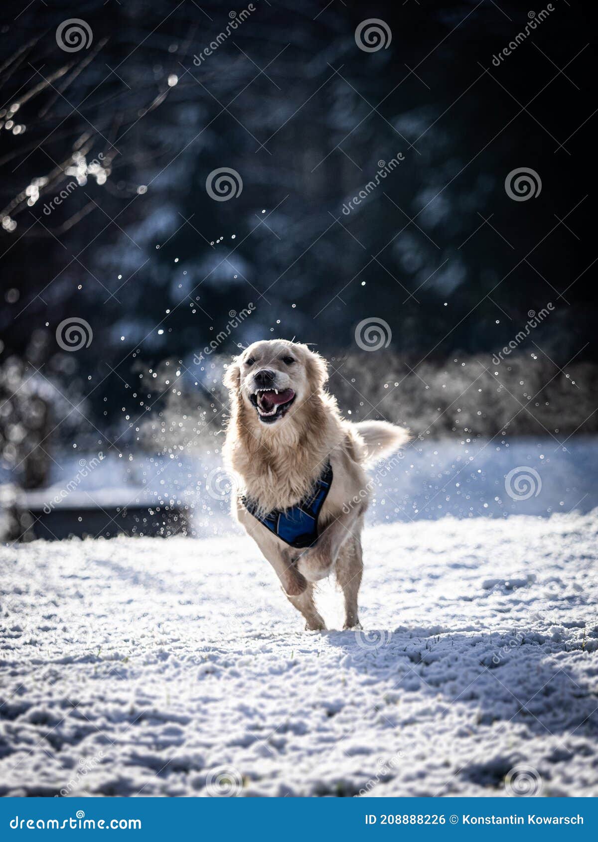 Angry Dog Fetching Teeth in Snow and Running Stock Photo - Image of ...