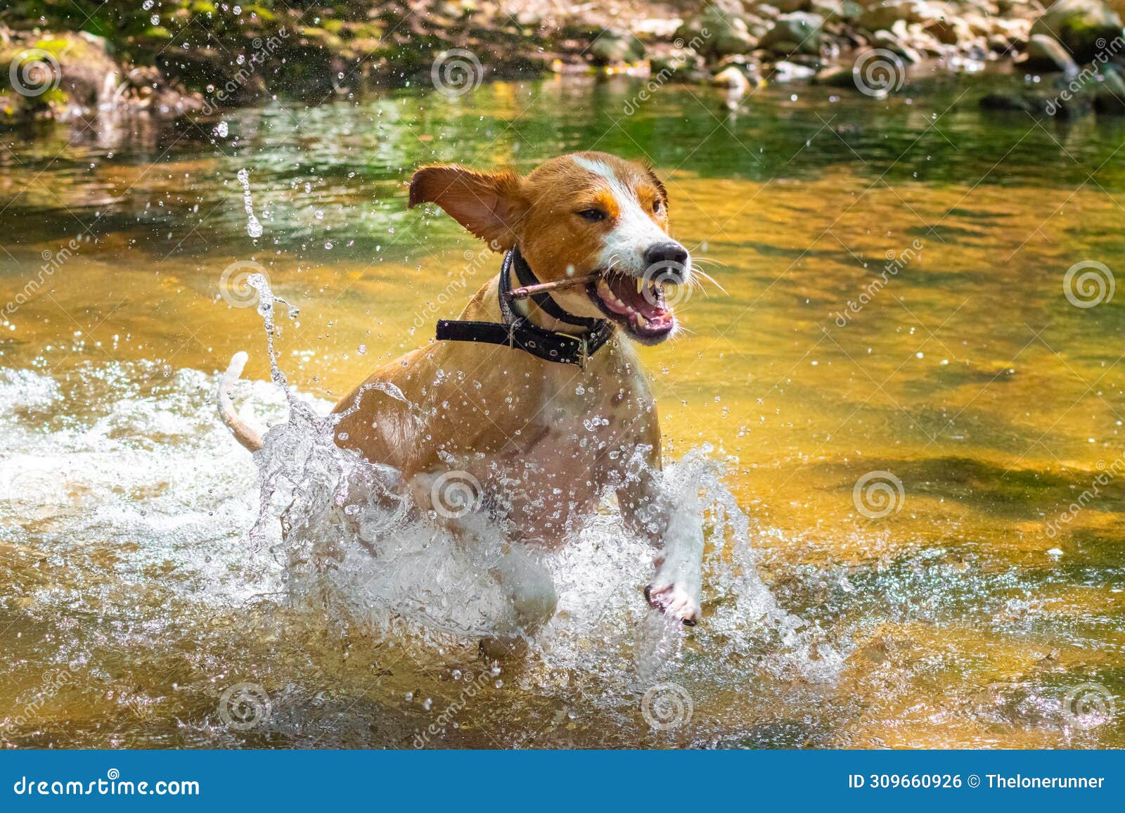 Angry Dog Jumping in the River Stock Photo - Image of carefree, leisure ...