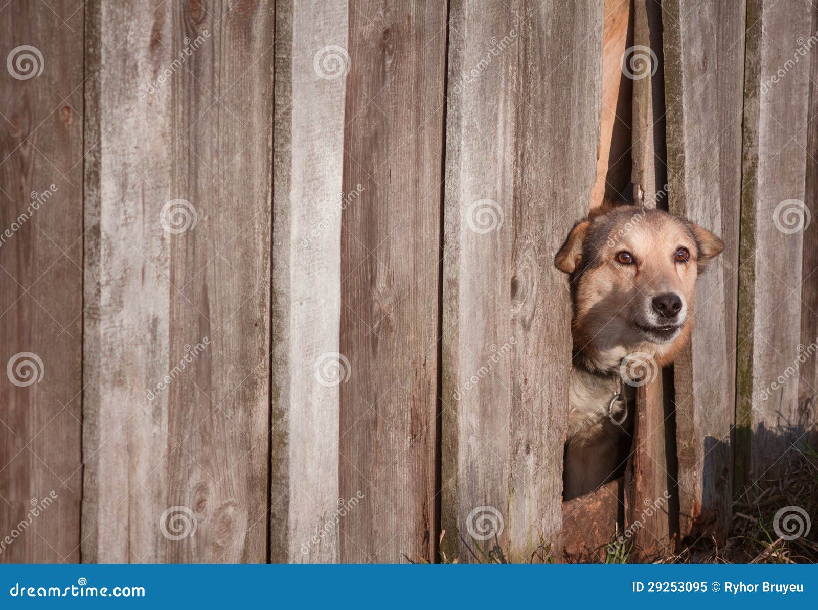 Angry dog look at outside stock image. Image of outside - 29253095