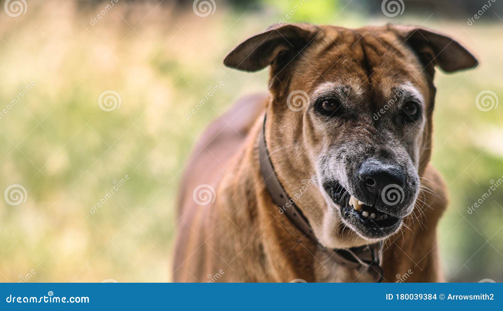 Angry Dog. Dog is Looking and Attacking Stock Photo - Image of fang ...
