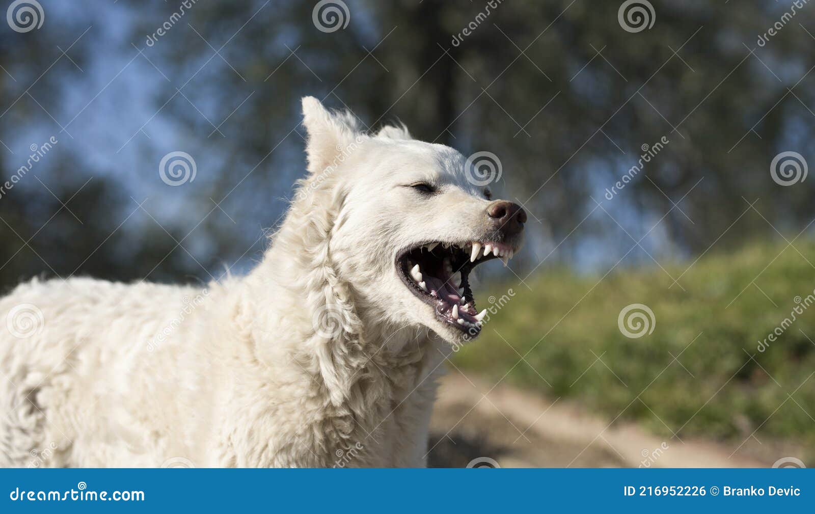 Angry Dog Looks Aggressive with Dangerous Teeth Stock Photo - Image of ...