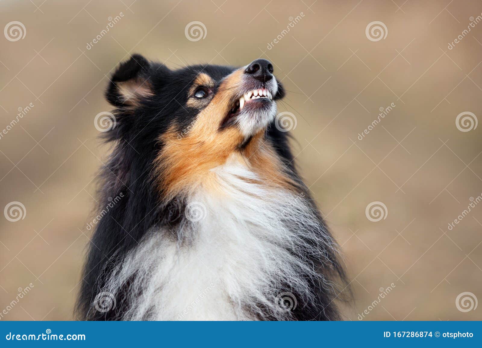 Angry Dog Outdoors Snarling and Showing Teeth Stock Photo - Image of ...