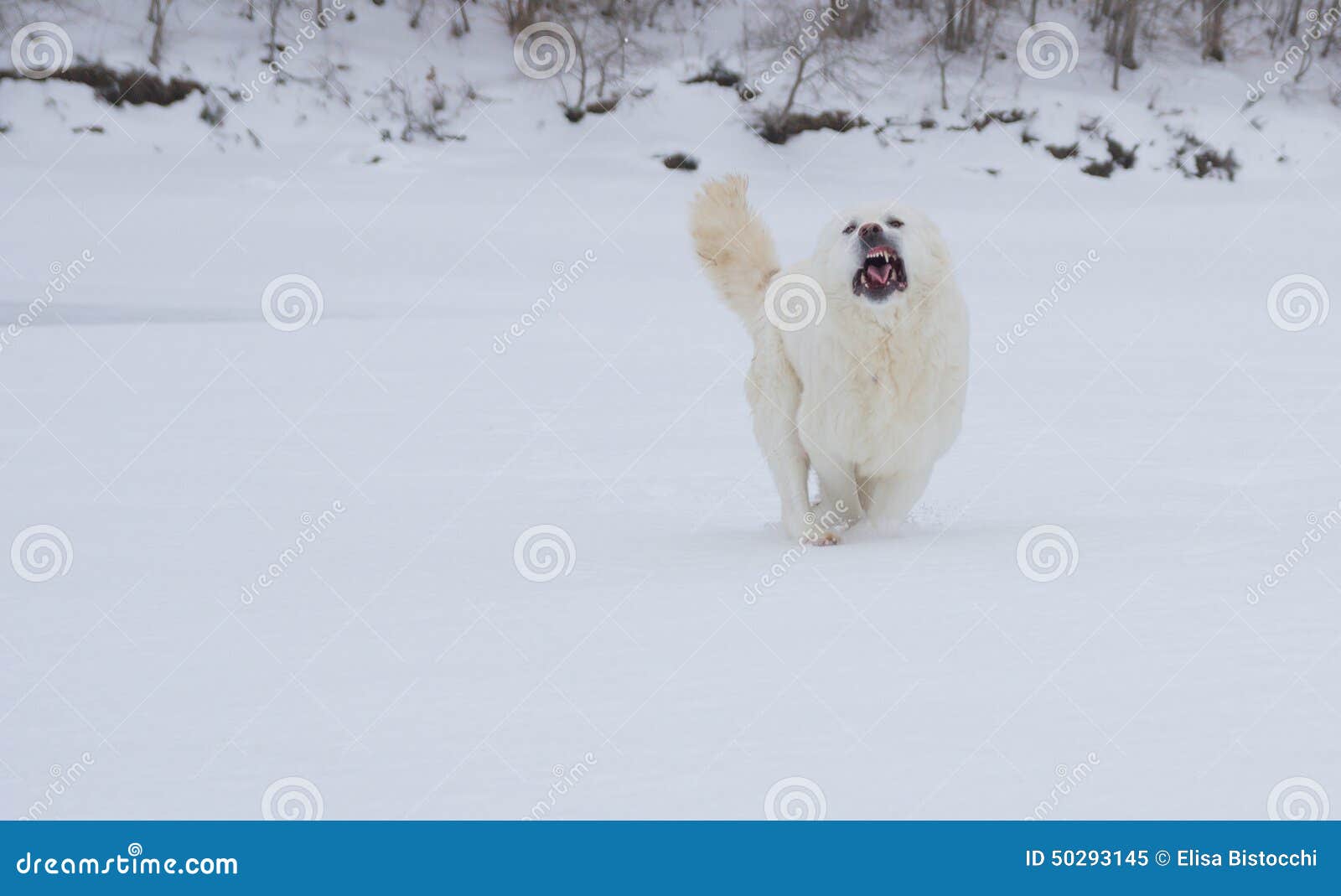 Angry dog stock image. Image of fang, growling, growl - 50293145
