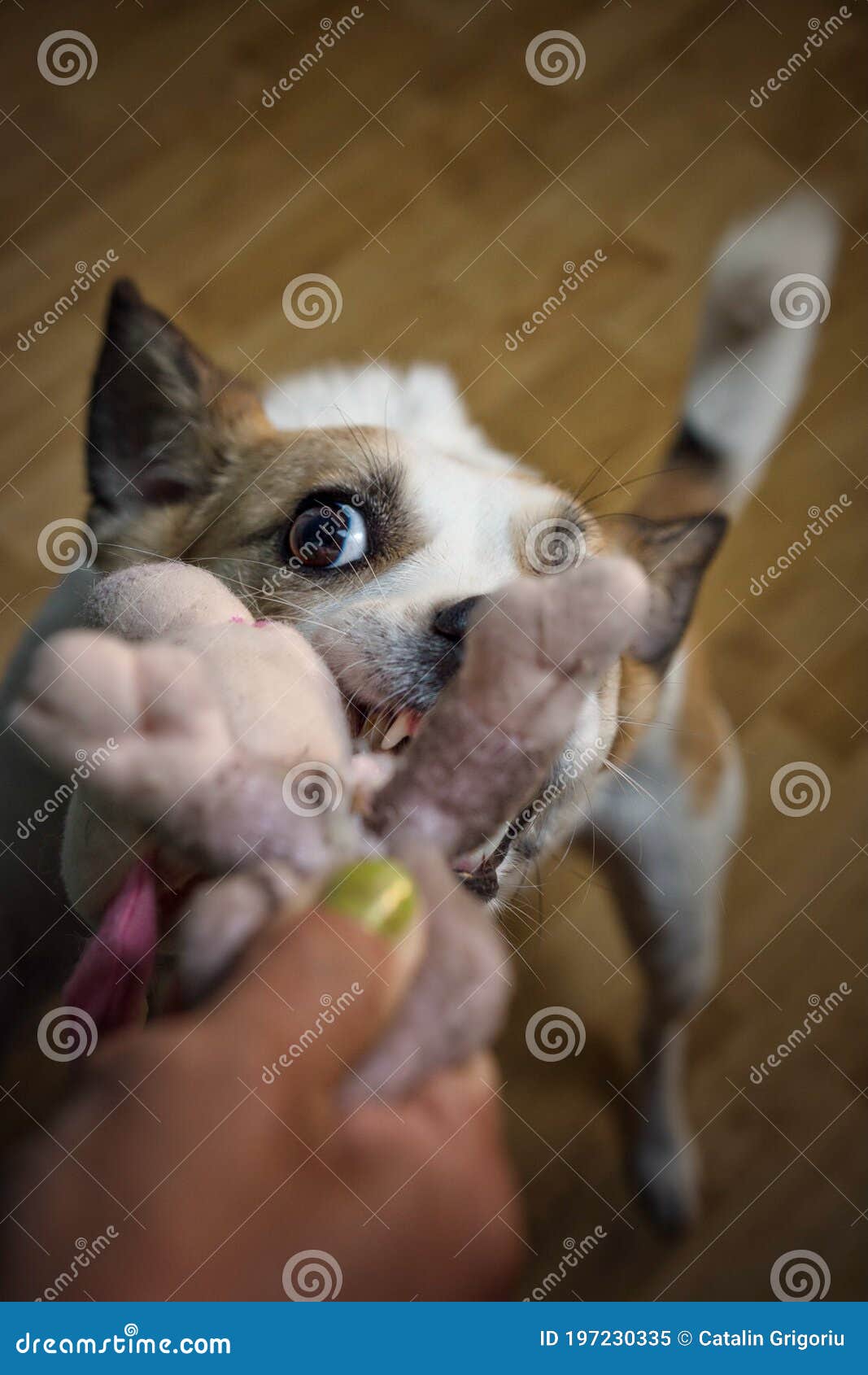 Angry Dog Pulling on a Stuffed Toy Stock Image - Image of mouth ...