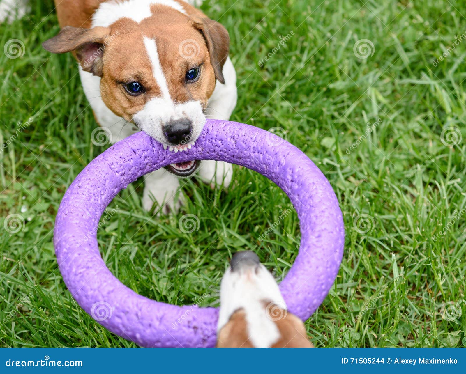 Angry Dog Pulling Toy Playing Tug-of-war Game Stock Photo - Image of ...