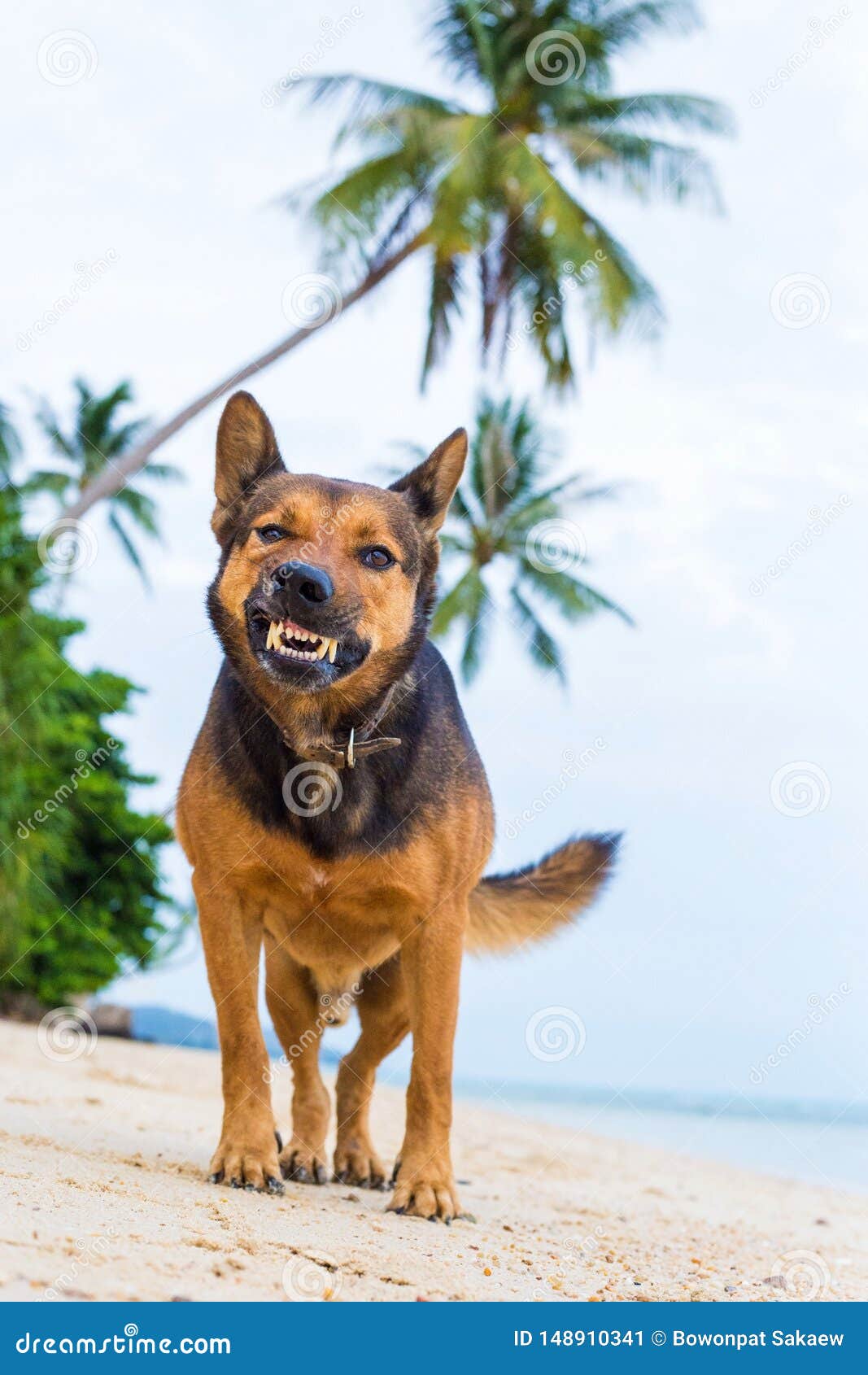 Angry Dog Shows Teeth on the Beach Stock Image - Image of outdoor ...
