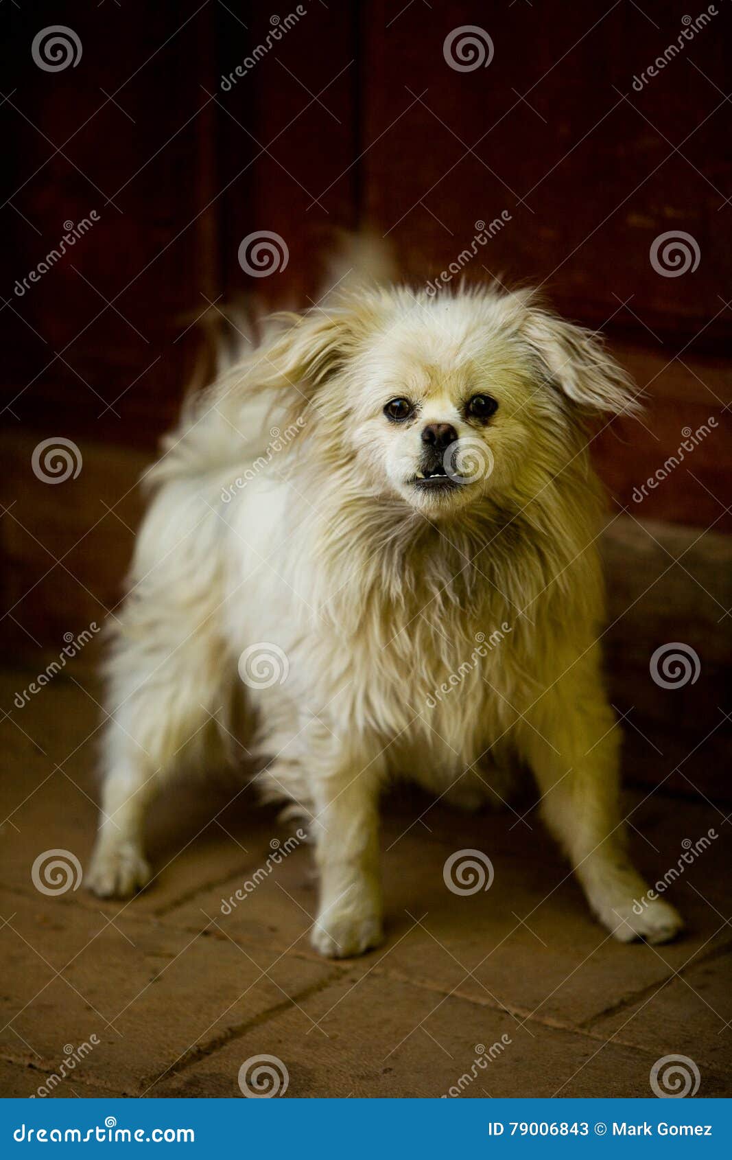 Angry Dog standing stock image. Image of outdoors, floor - 79006843