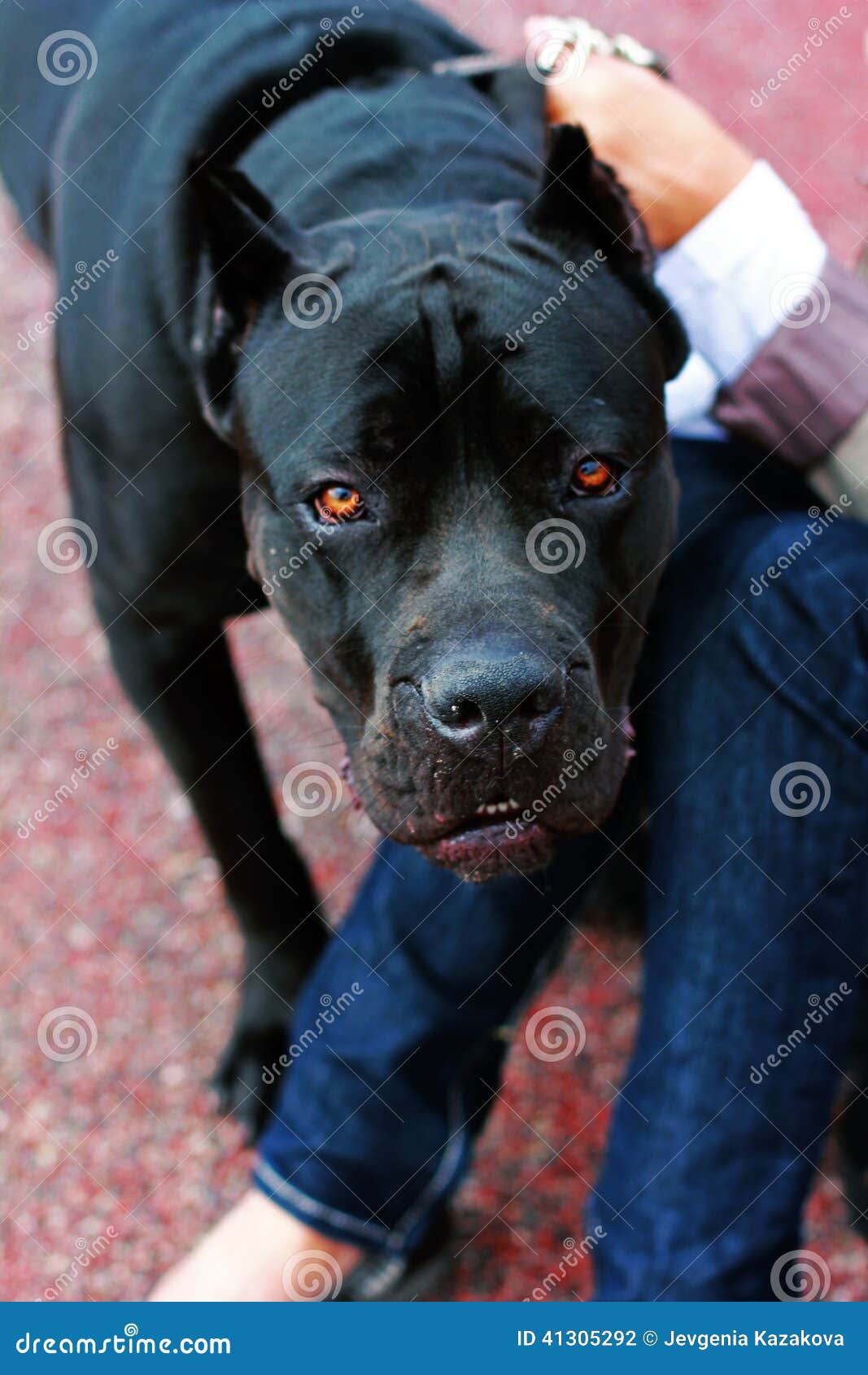 Angry dog stock photo. Image of protect, wild, dangerous - 41305292