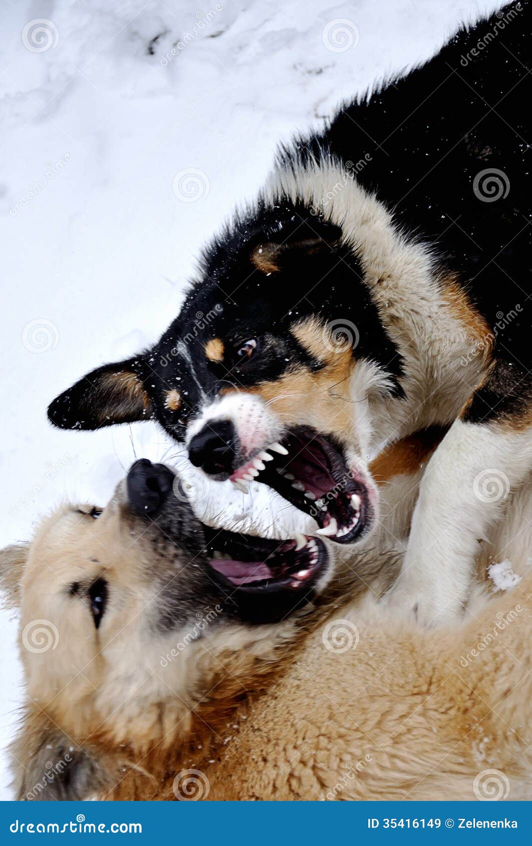 Angry Dogs with Bared Teeth Stock Image - Image of scared, hatred: 35416149