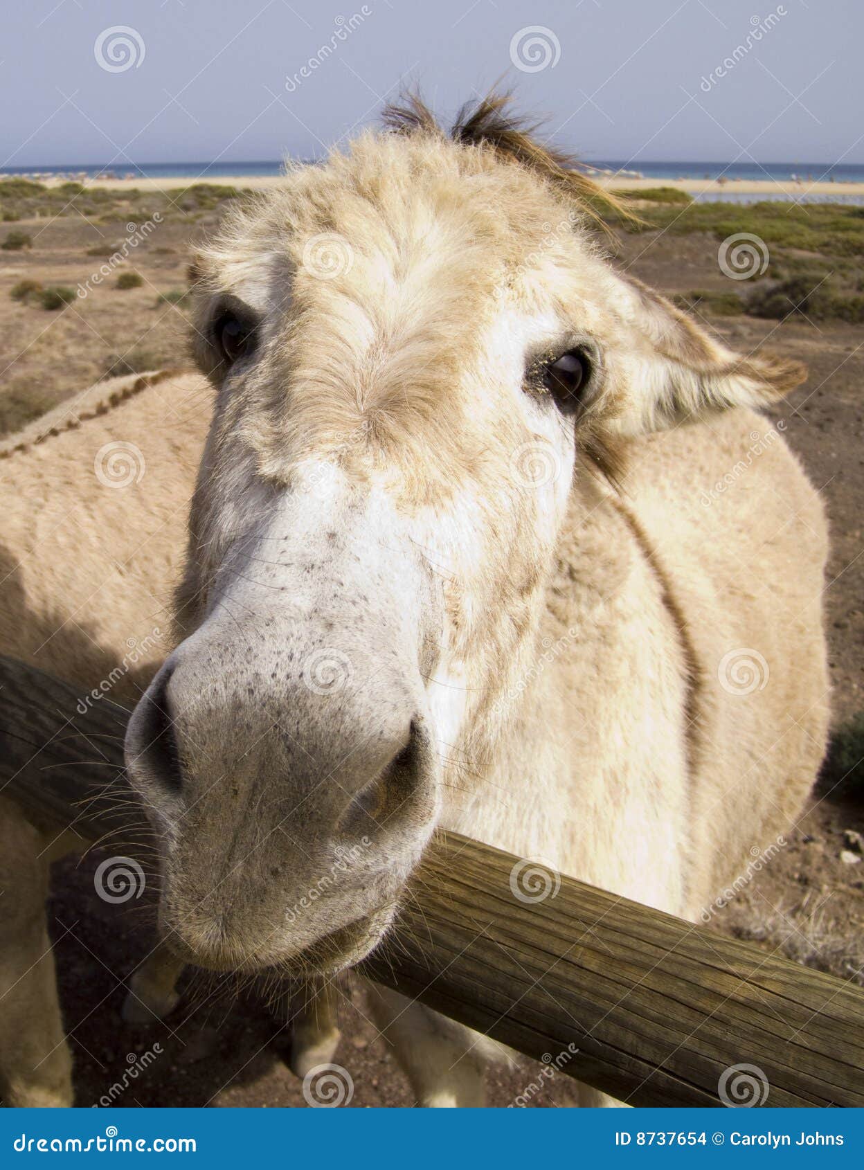 Angry donkey stock photo. Image of temper, animal, character - 8737654