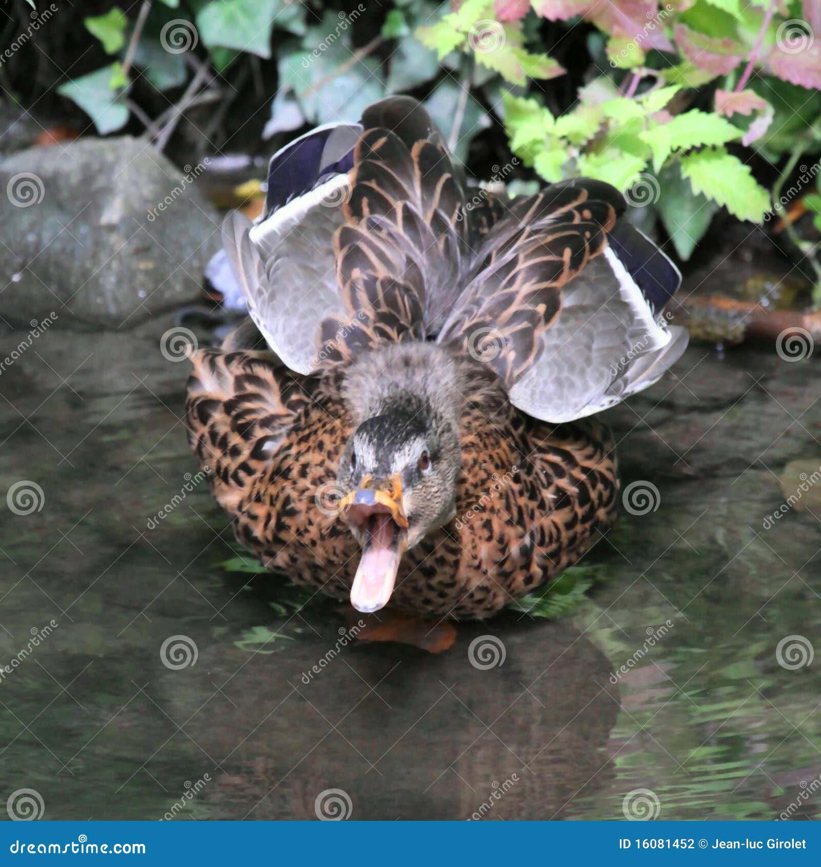 Angry duck stock photo. Image of water, hunter, nature - 16081452
