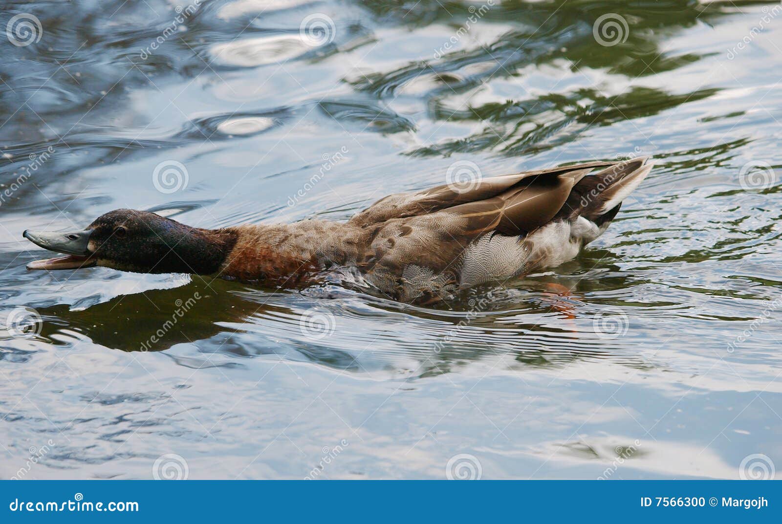 Angry Duck stock photo. Image of nature, waves, reflection - 7566300
