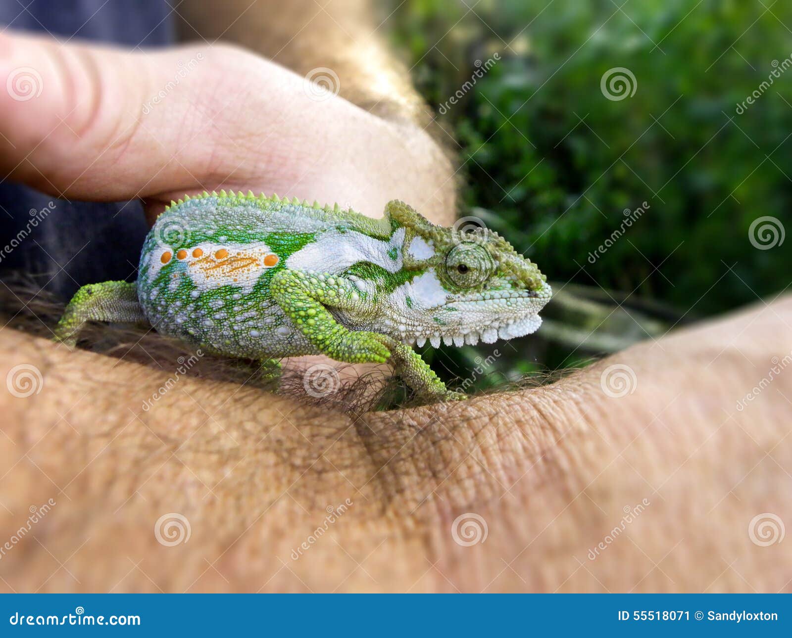 Angry Dwarf Chameleon stock image. Image of lizards, reptilian - 55518071
