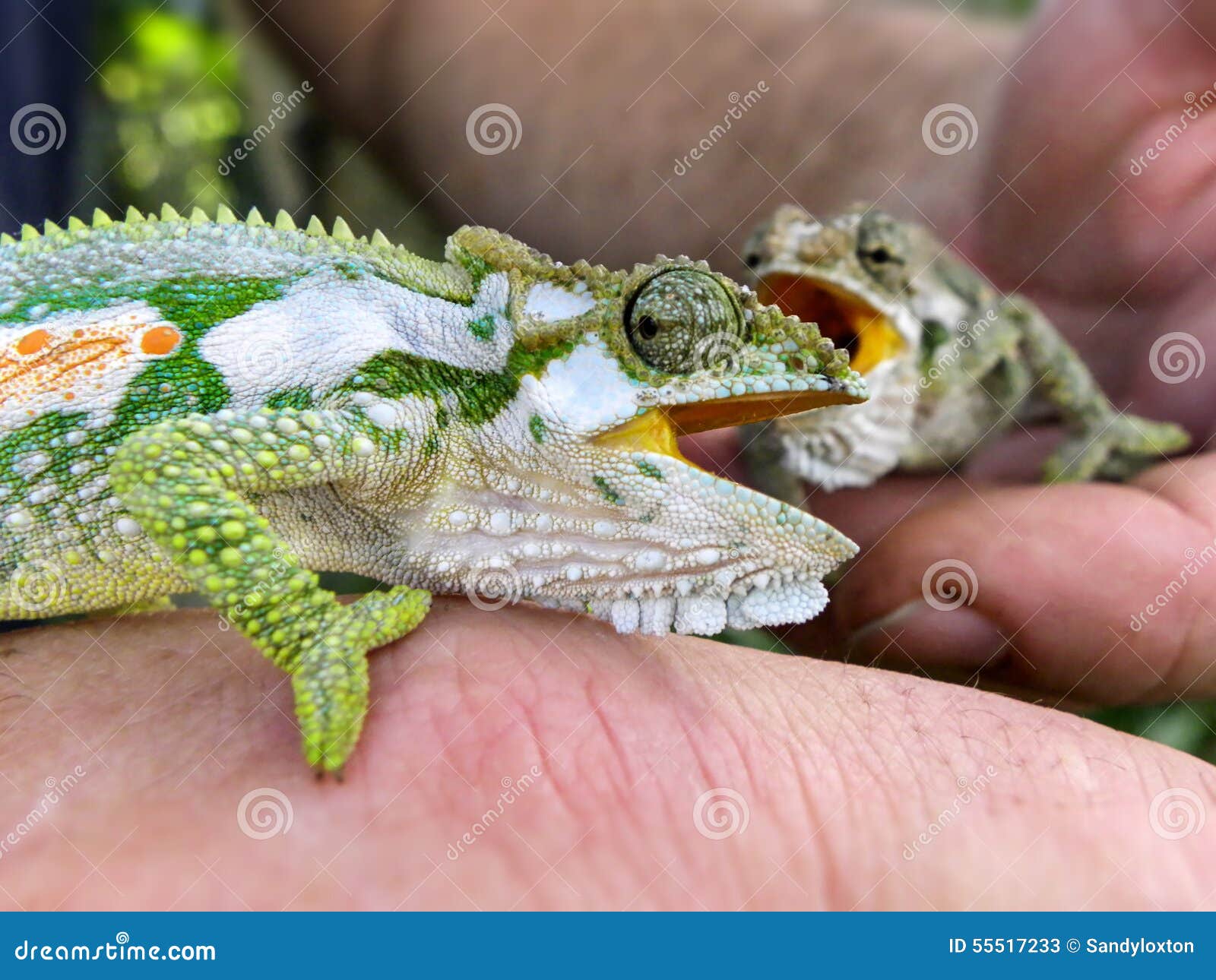 Angry Dwarf Chameleon s stock image. Image of fighting - 55517233