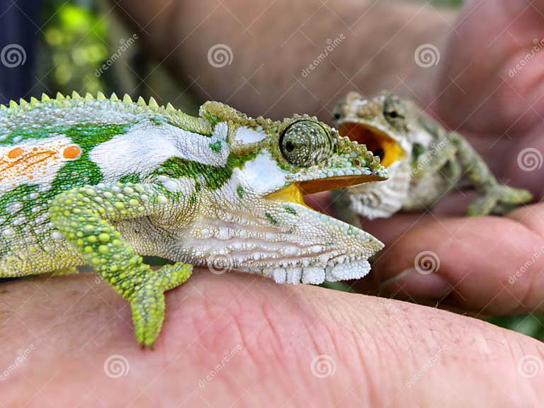 Angry Dwarf Chameleon s stock image. Image of fighting - 55517233