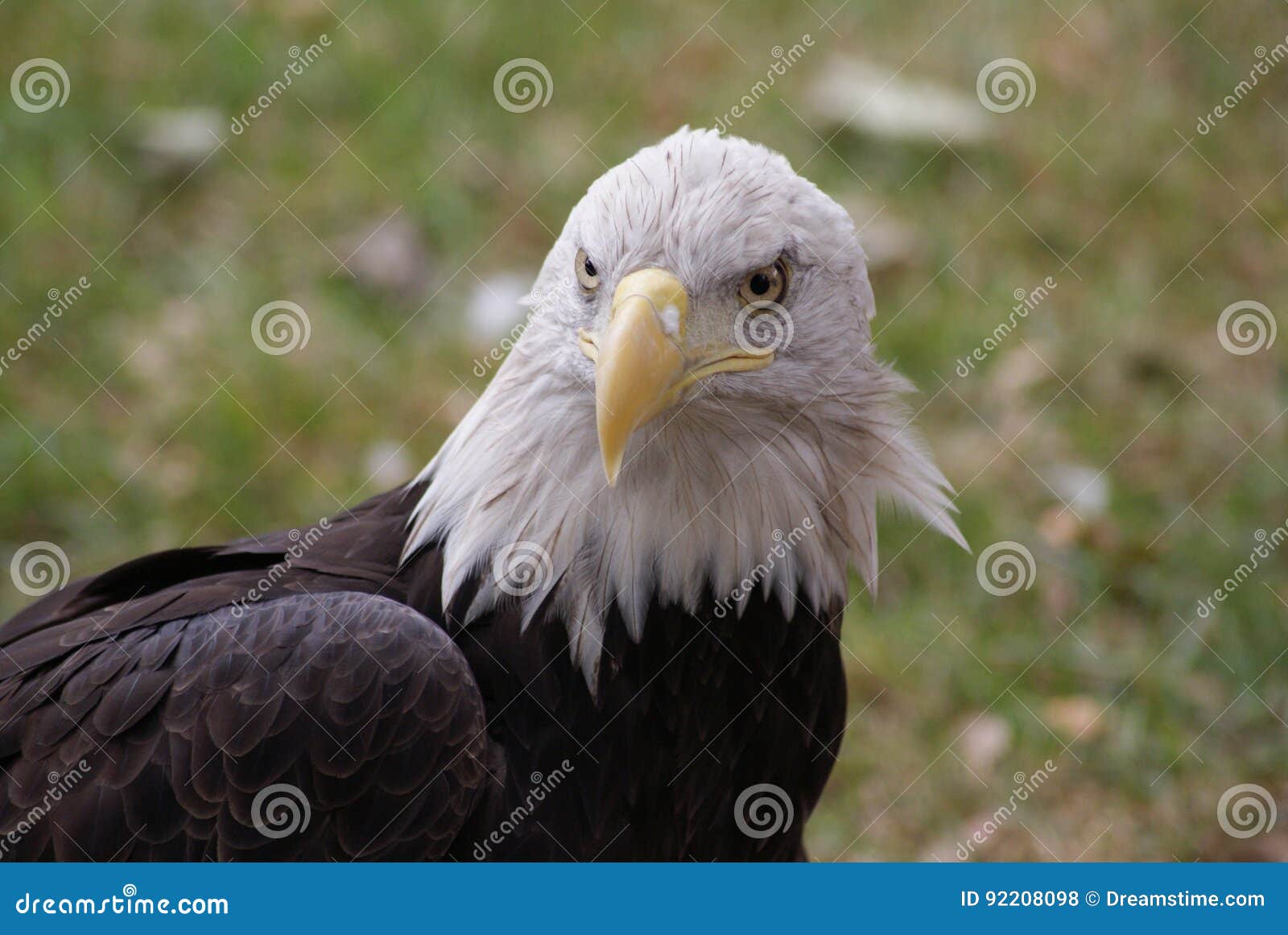 Angry Eagle stock photo. Image of beak, eagle, angry - 92208098