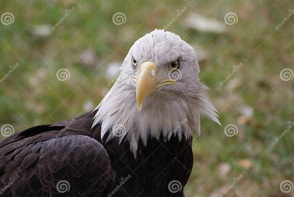 Angry Eagle stock photo. Image of beak, eagle, angry - 92208098