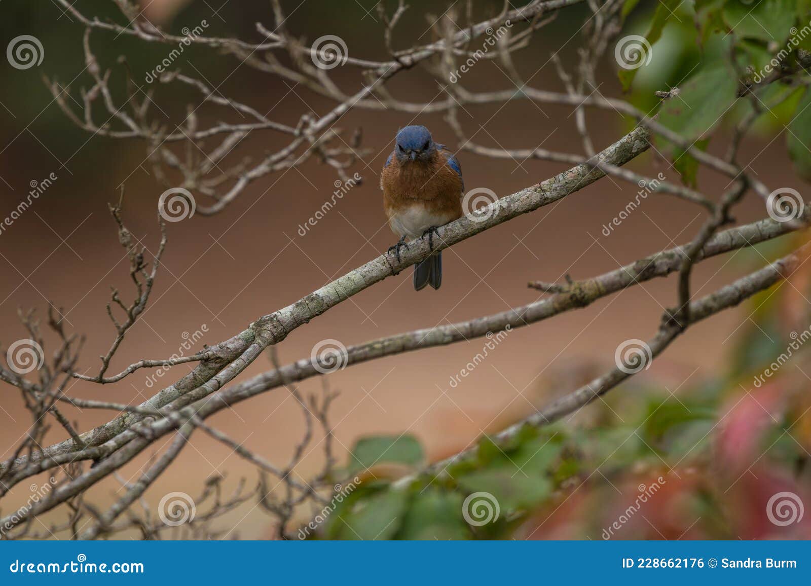 Angry Eastern Bluebird on a Limb Stock Photo - Image of displeased ...