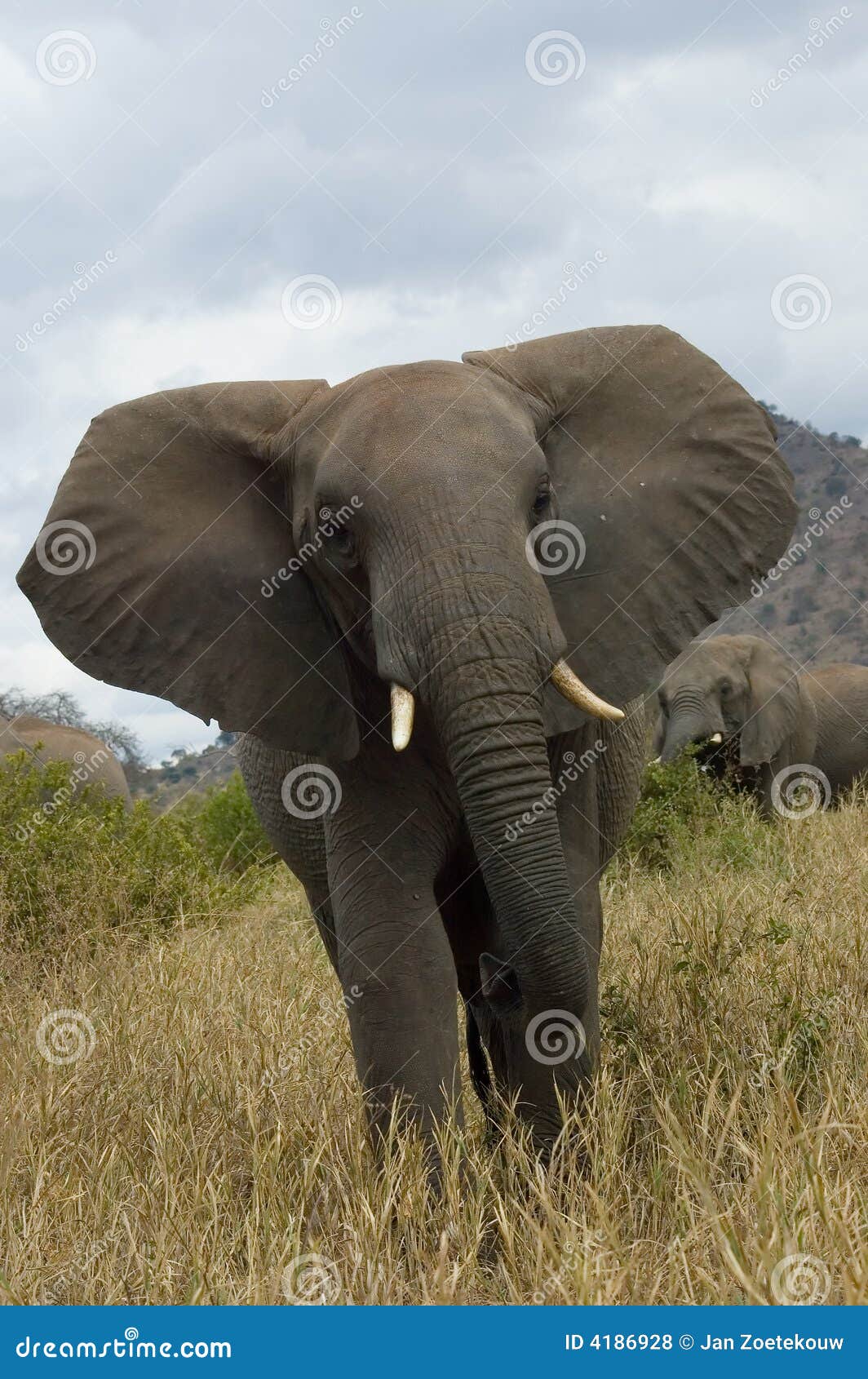 Angry elephant stock photo. Image of wild, charge, animal - 4186928