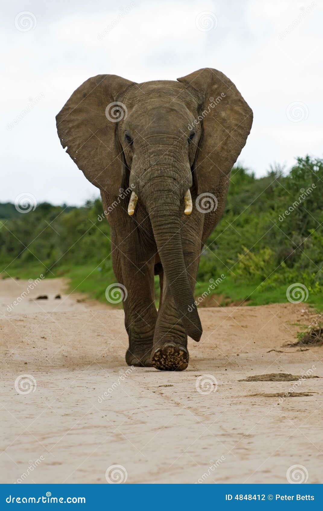 Angry Elephant stock photo. Image of elephant, aggressive - 4848412