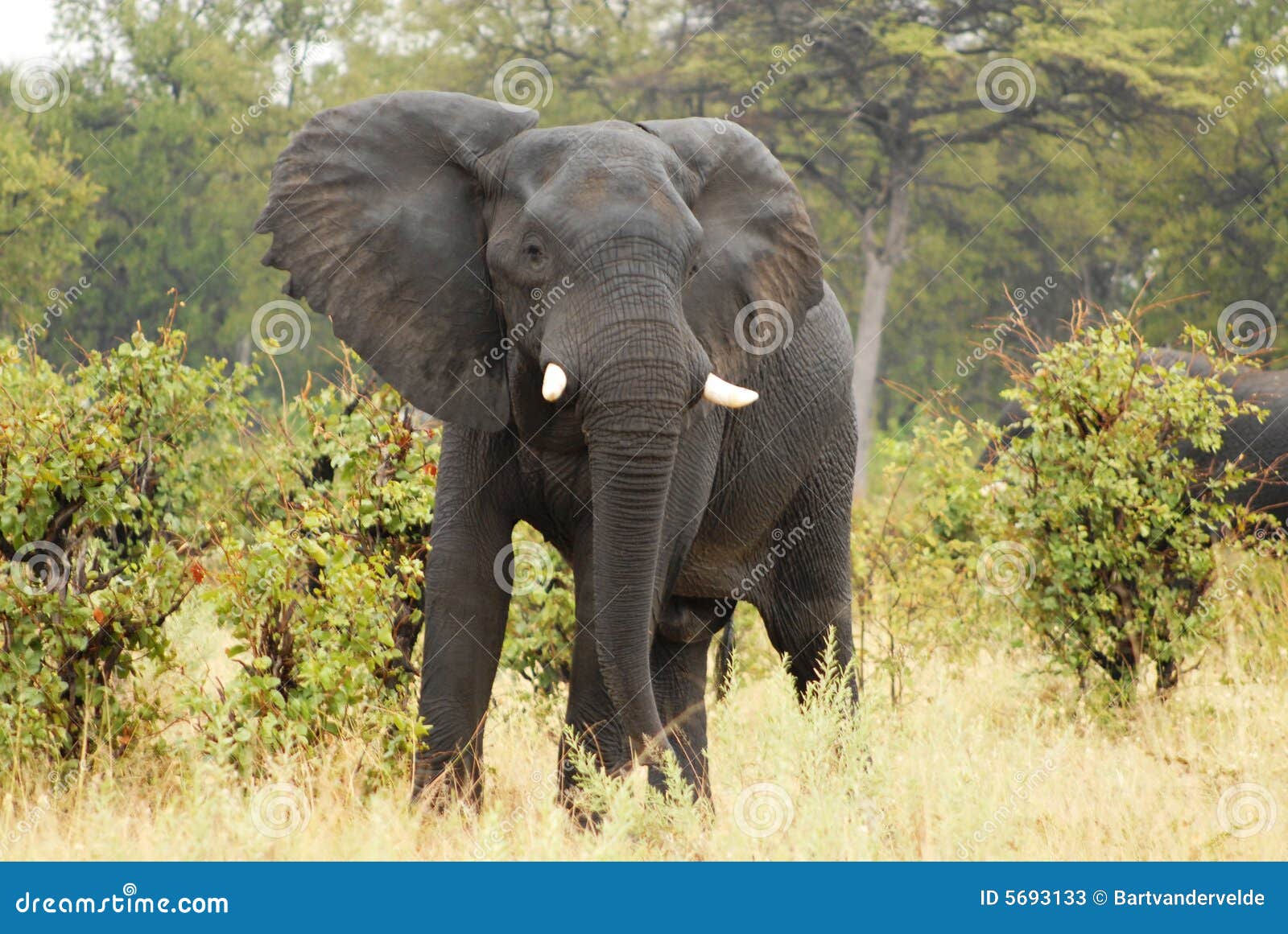 Angry Elephant stock image. Image of okavango, namibia - 5693133