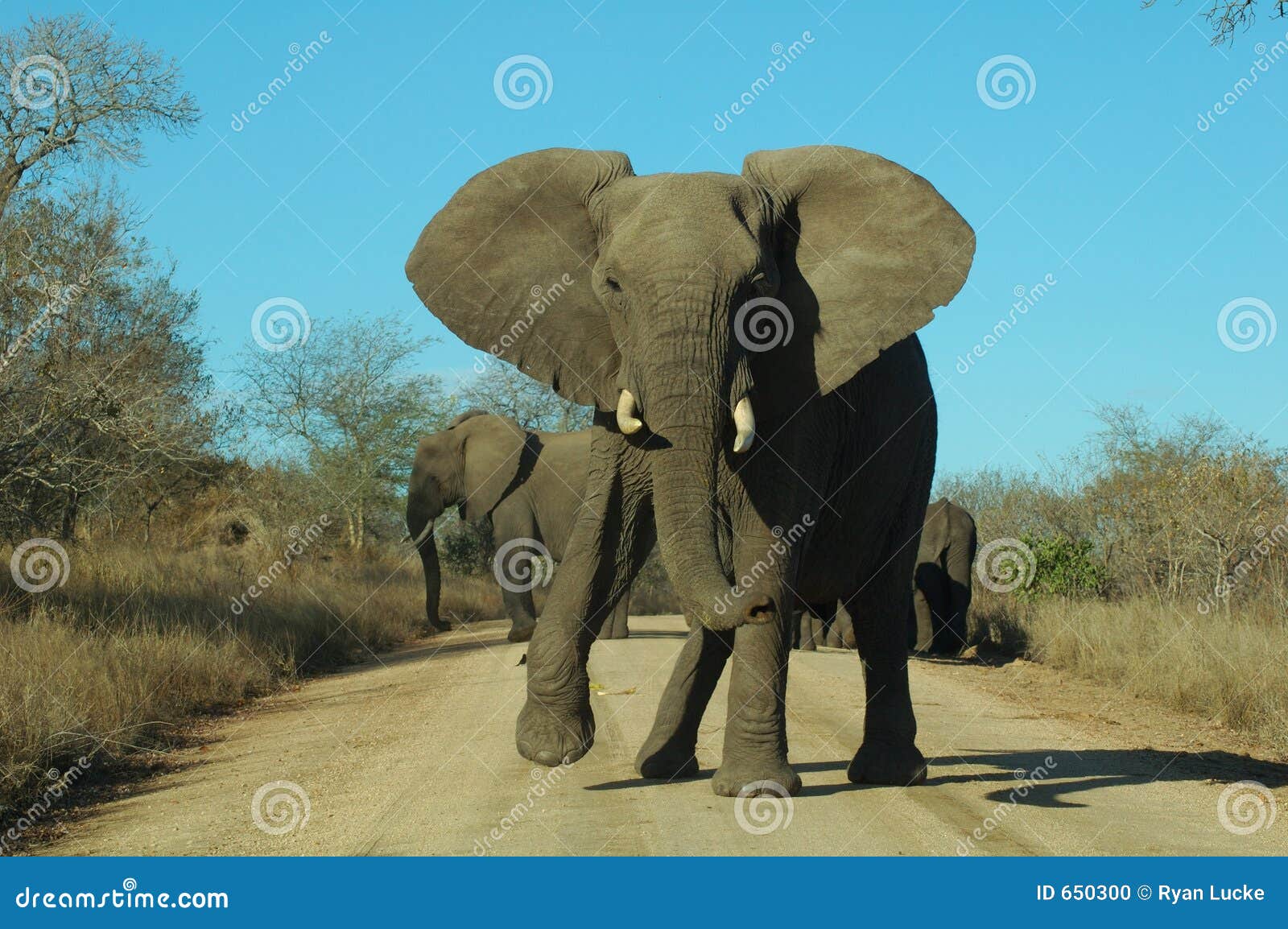 Angry Elephant stock photo. Image of protective, tusks - 650300