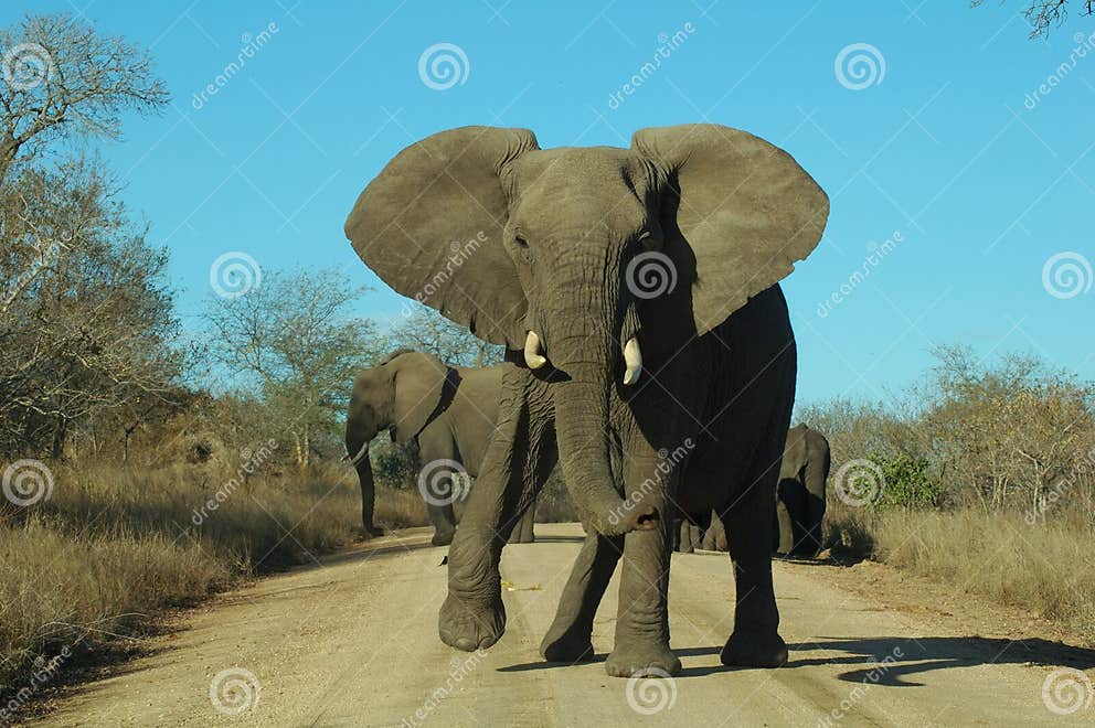Angry Elephant stock photo. Image of nature, charge, protective - 650300