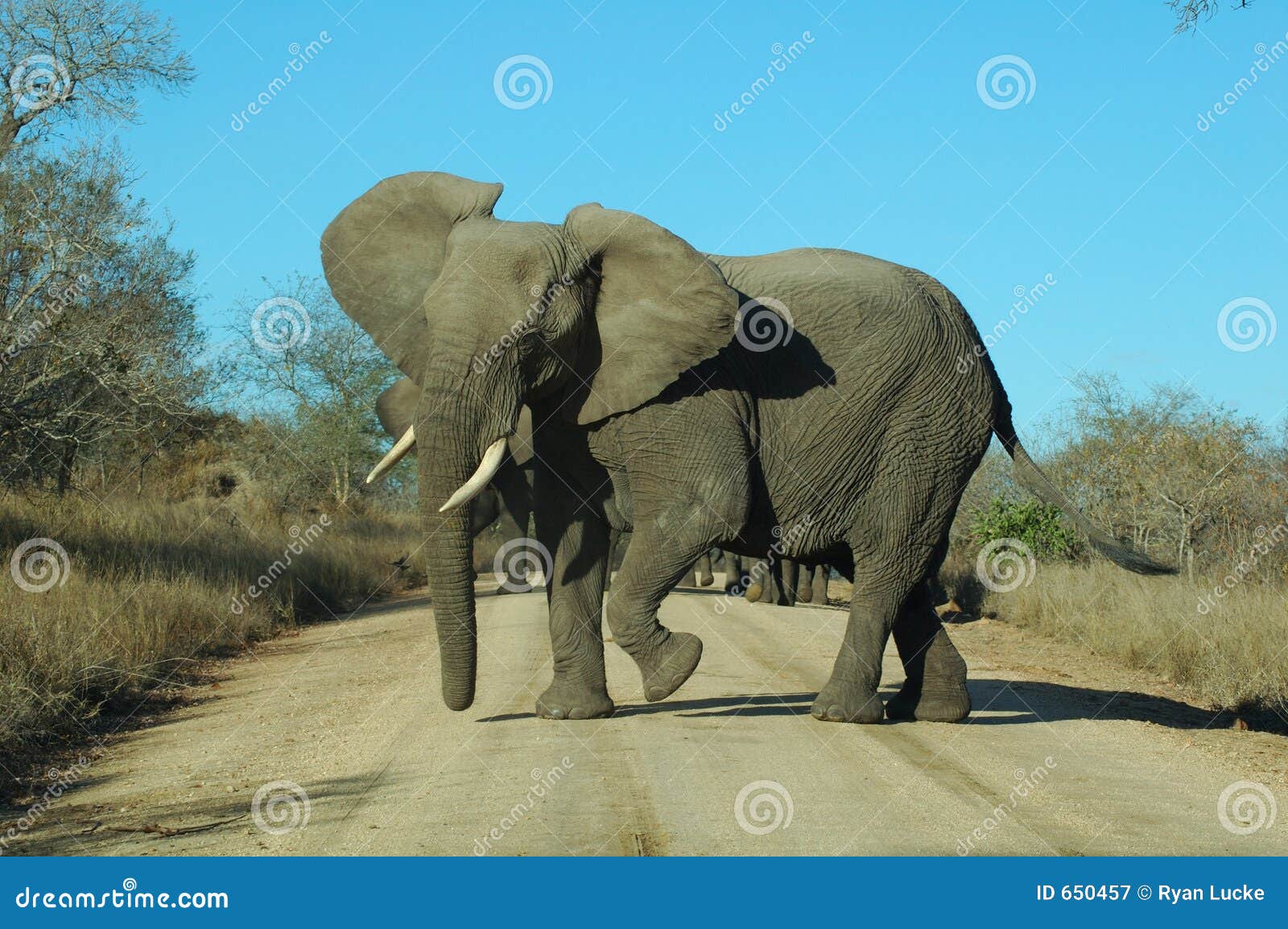 Angry elephant stock image. Image of trunk, protective - 650457