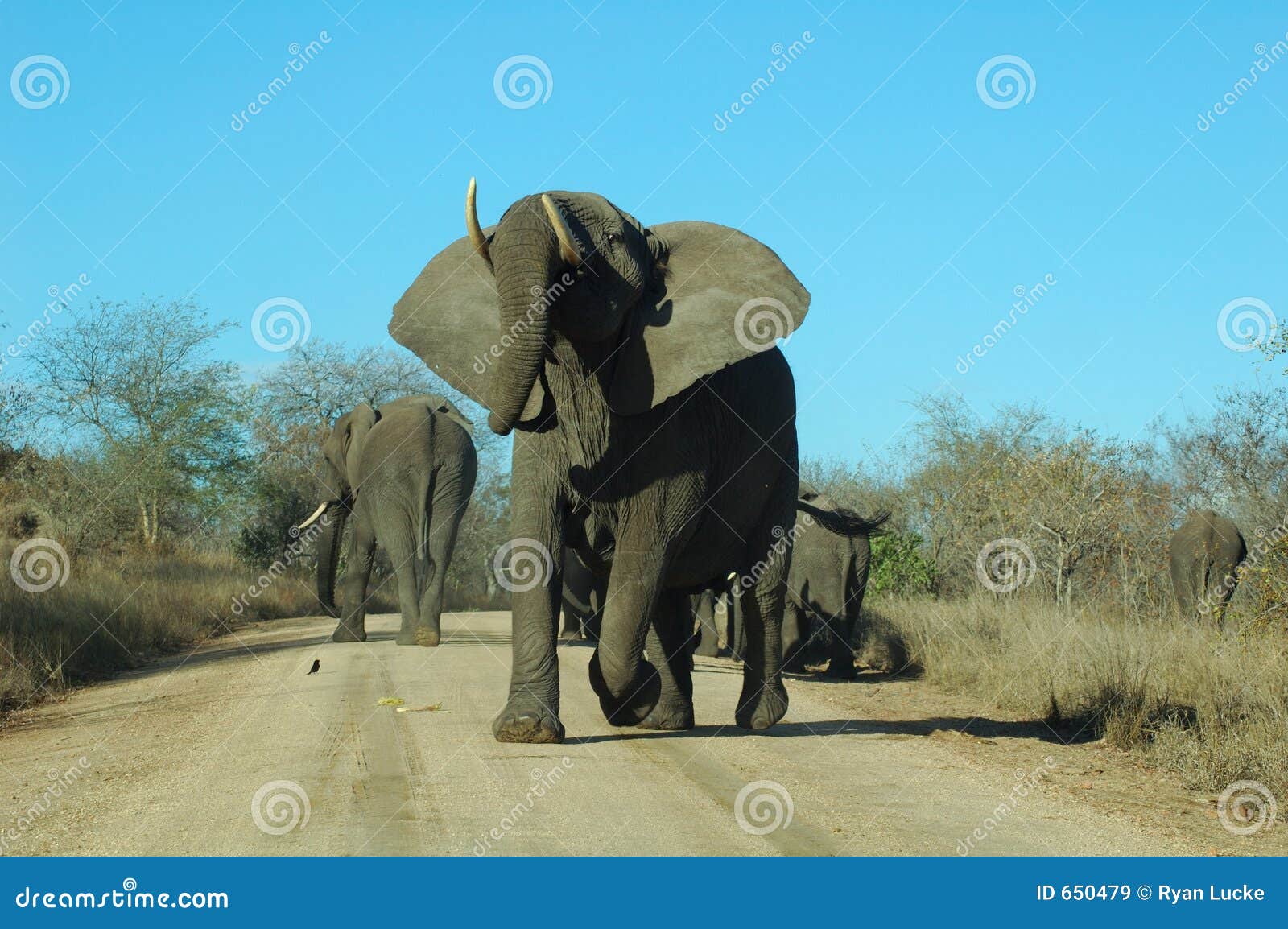 Angry Elephant stock image. Image of scary, holiday, game - 650479
