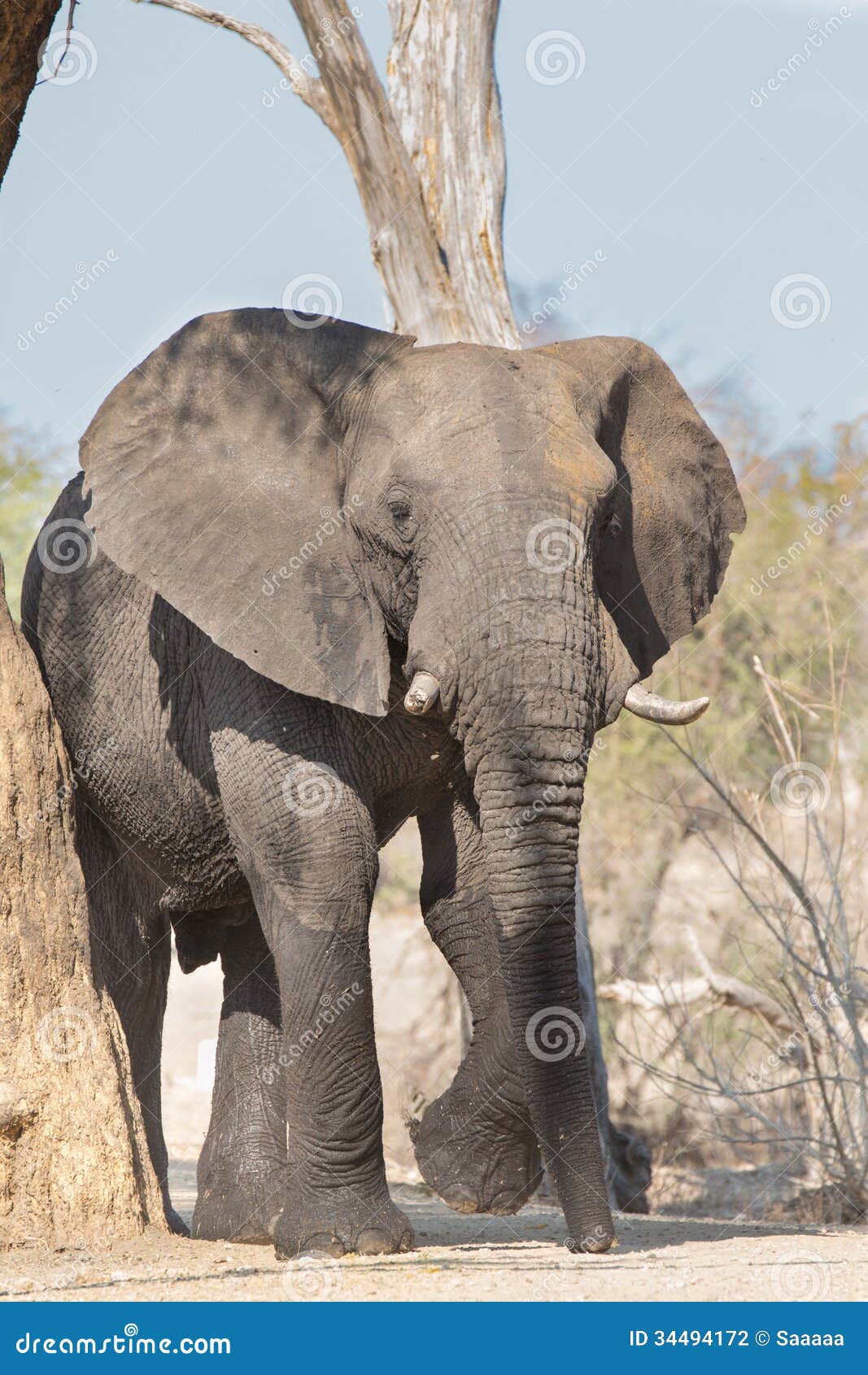Angry elephant stock photo. Image of fauna, strong, angry - 34494172