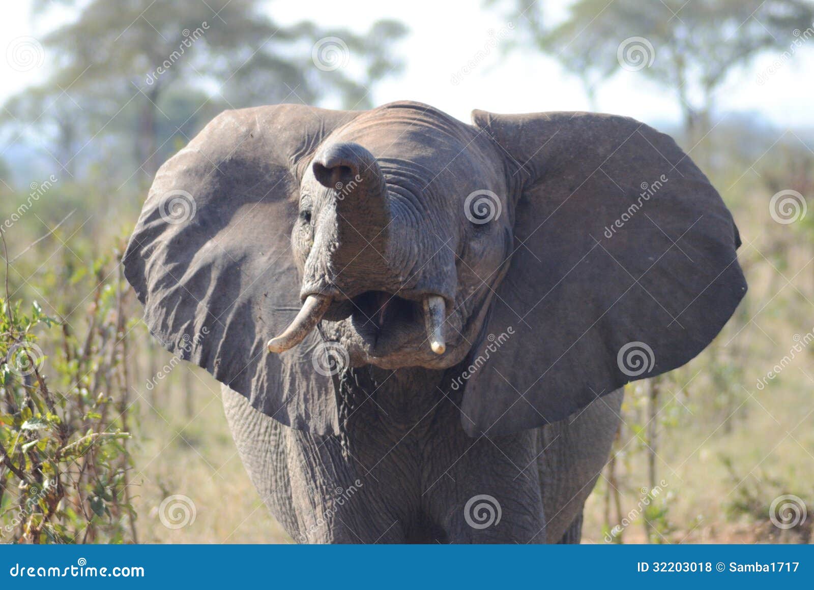 Angry elephant stock photo. Image of elepphant, park - 32203018