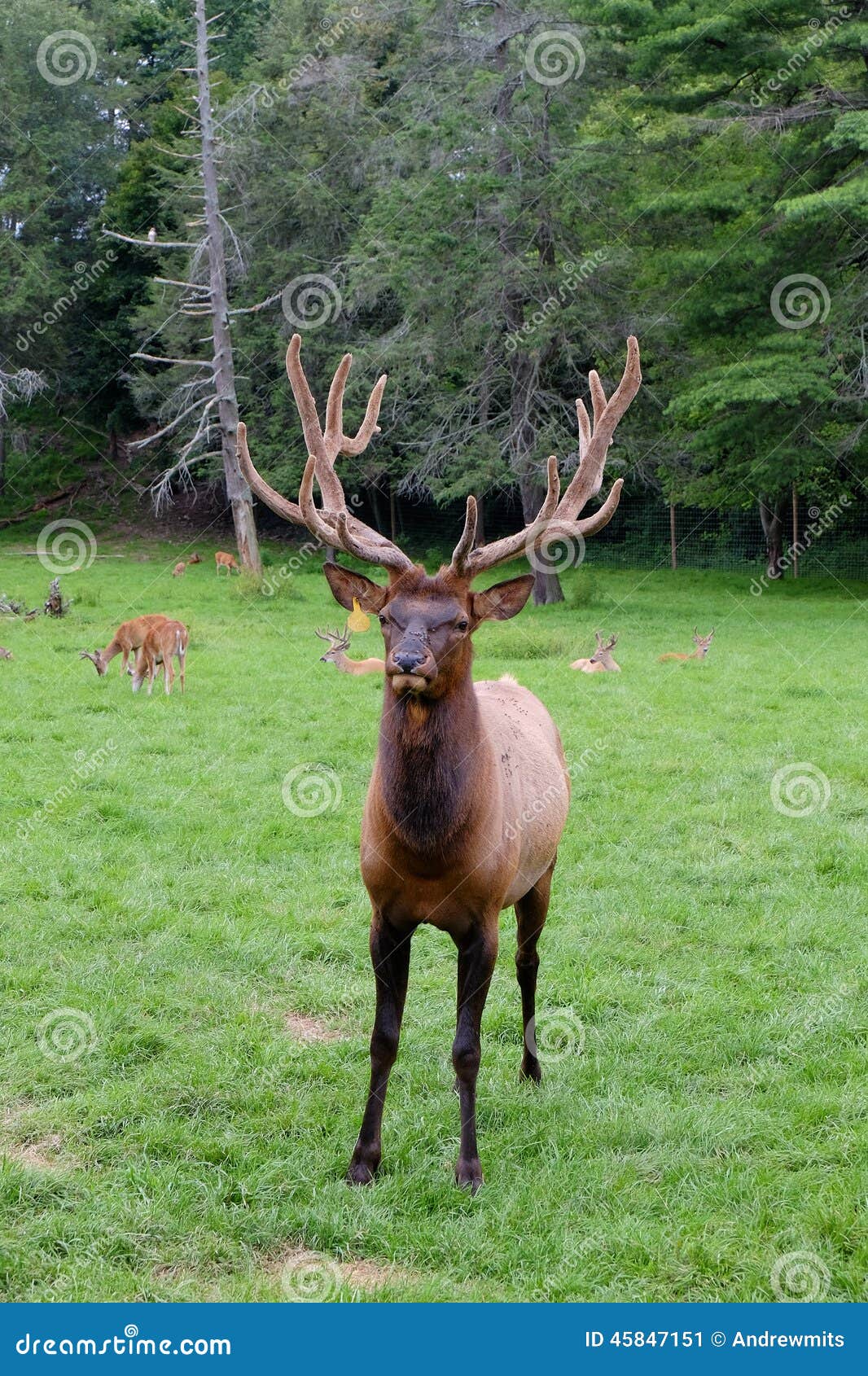 The Angry Elk stock image. Image of american, wapiti - 45847151