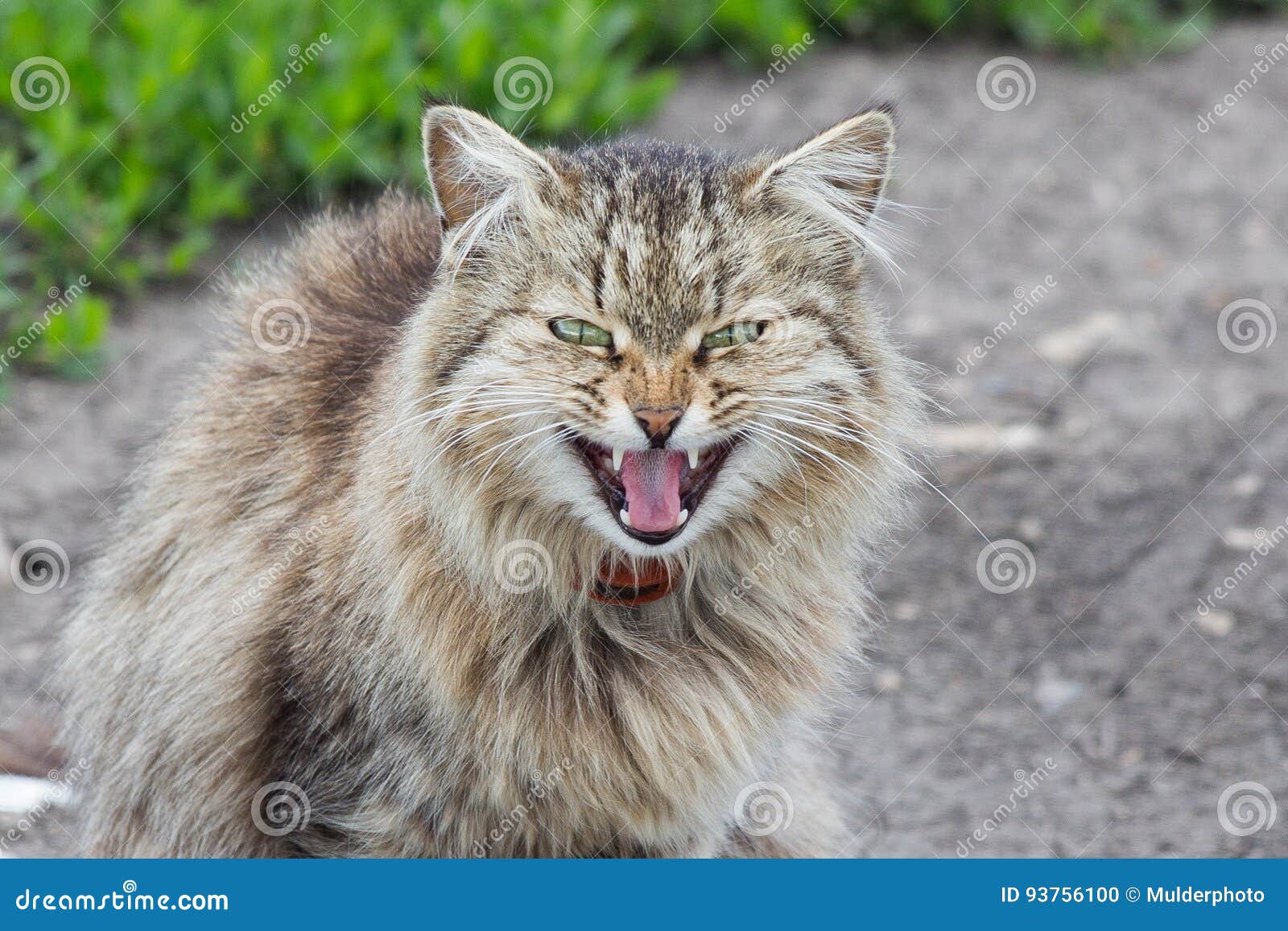 Angry Emotion of Fluffy Gray Cat Stock Photo - Image of frightened ...