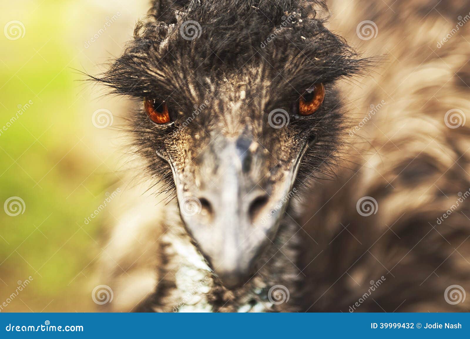 Angry emu stock photo. Image of side, close, angry, glare - 39999432