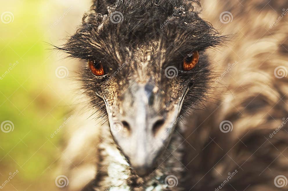Angry emu stock photo. Image of side, close, angry, glare - 39999432