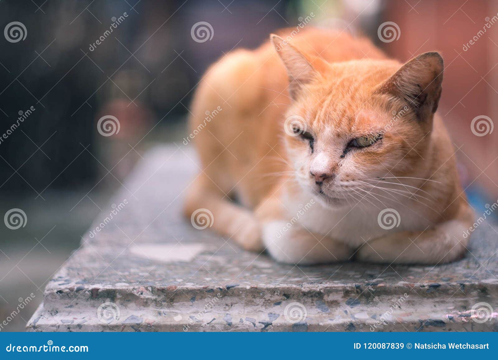 Angry Face Brown Cat Lay Down on Bench Stock Image - Image of sleep ...