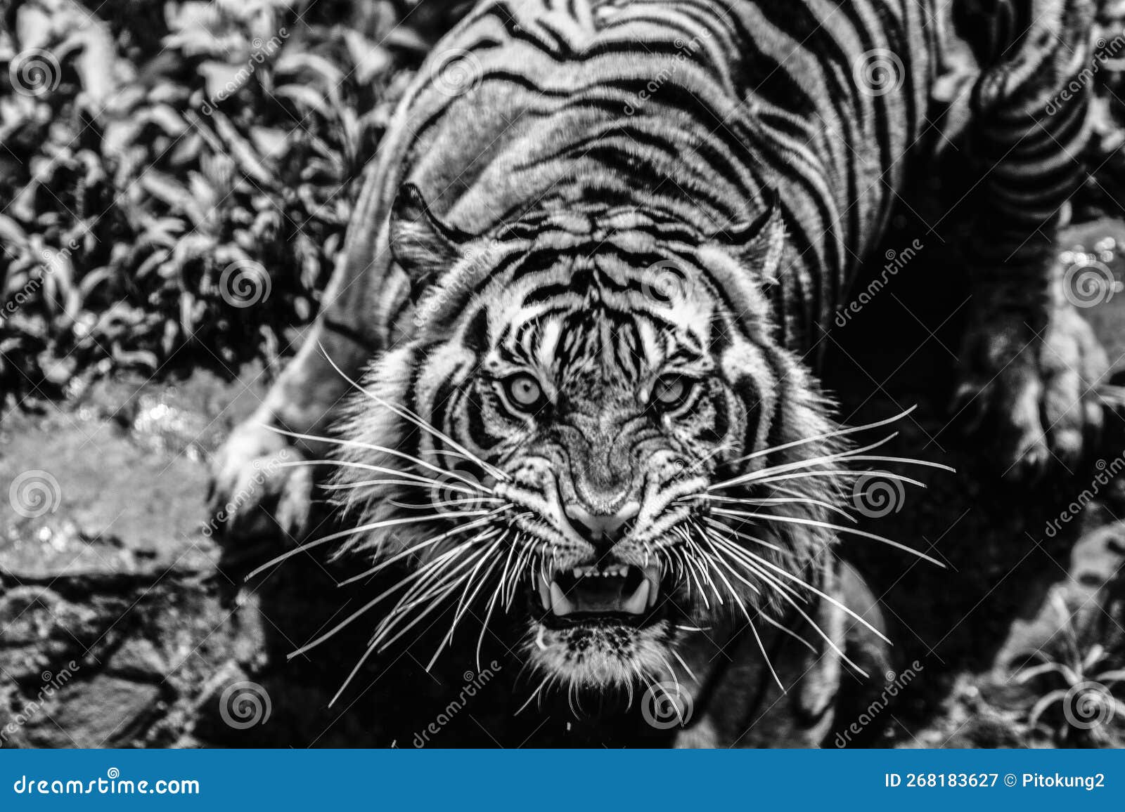 Angry Face of a Sumatran Tiger Stock Image - Image of sumatrantiger ...