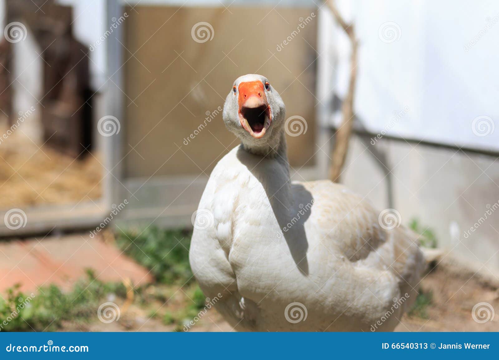 Angry Farm Goose stock image. Image of cute, nature, rural - 66540313