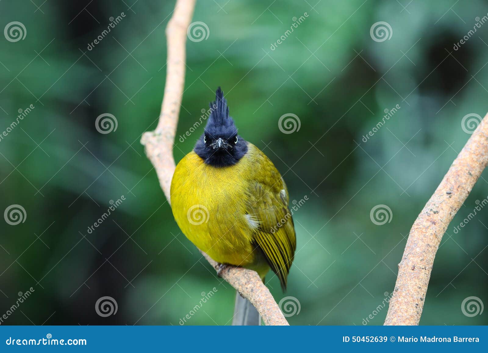 Angry fat bird stock image. Image of hostile, bulbul - 50452639