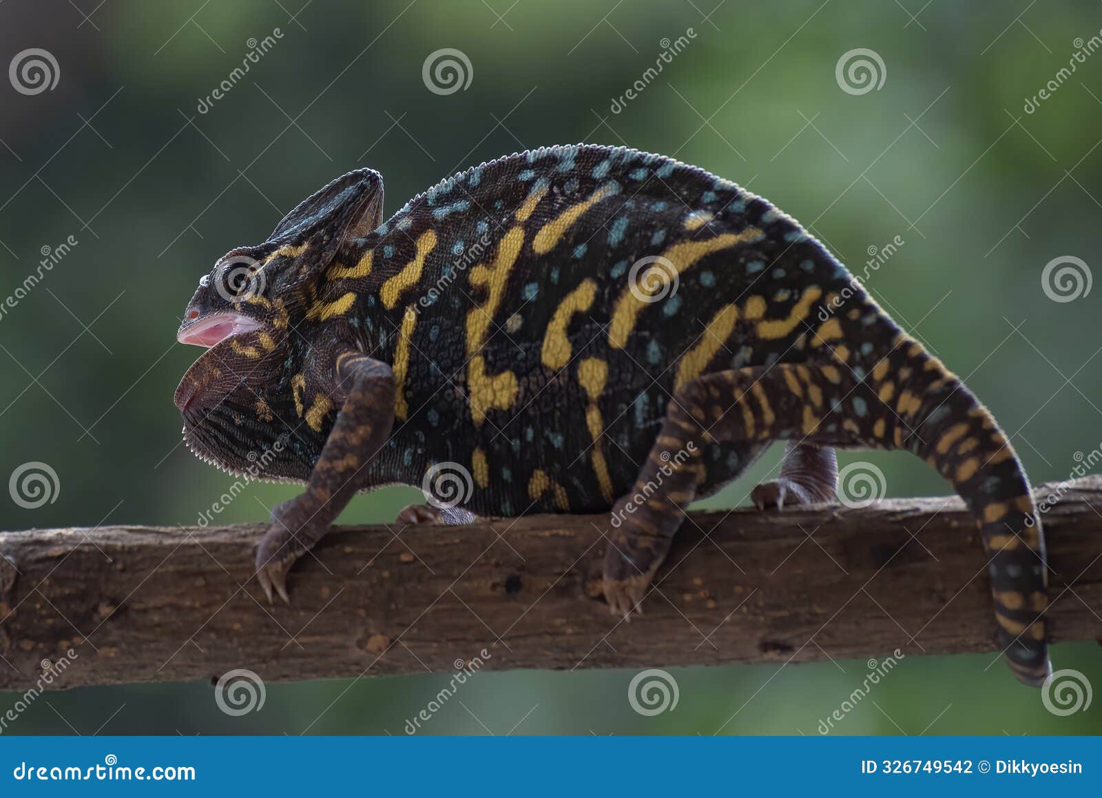 Angry Female Veiled Chameleon on a Tree Branch Stock Photo - Image of ...