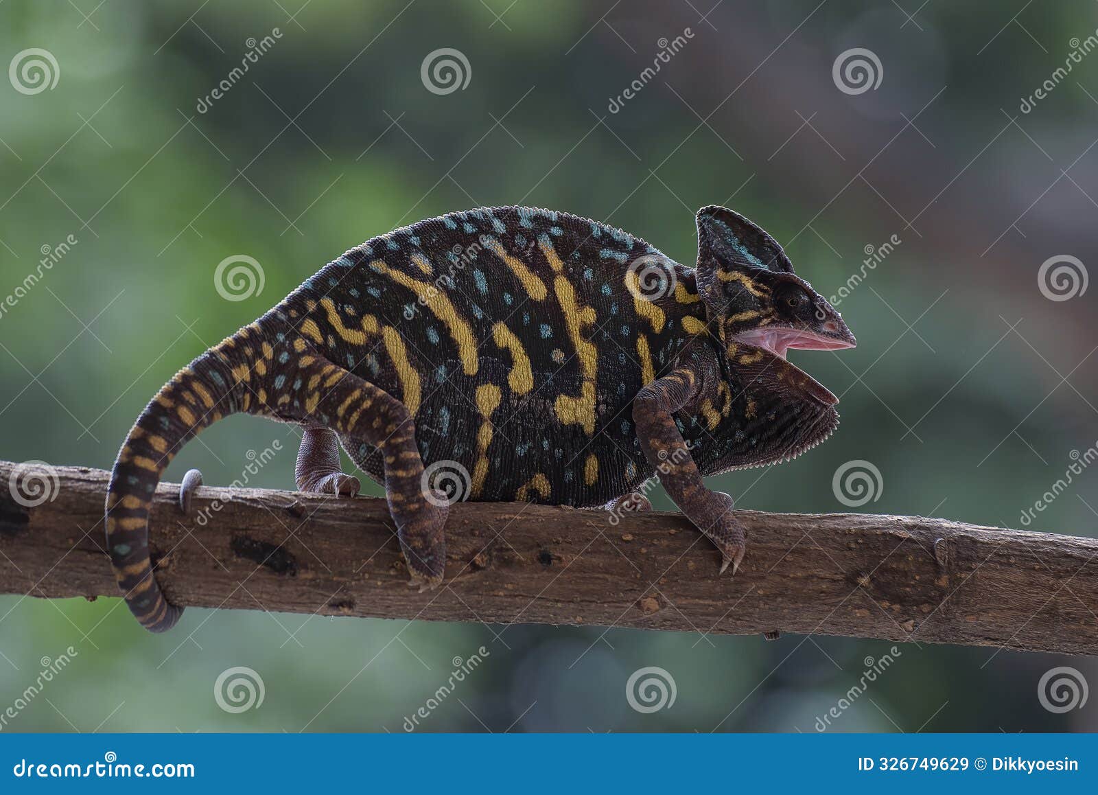 Angry Female Veiled Chameleon on a Tree Branch Stock Image - Image of ...