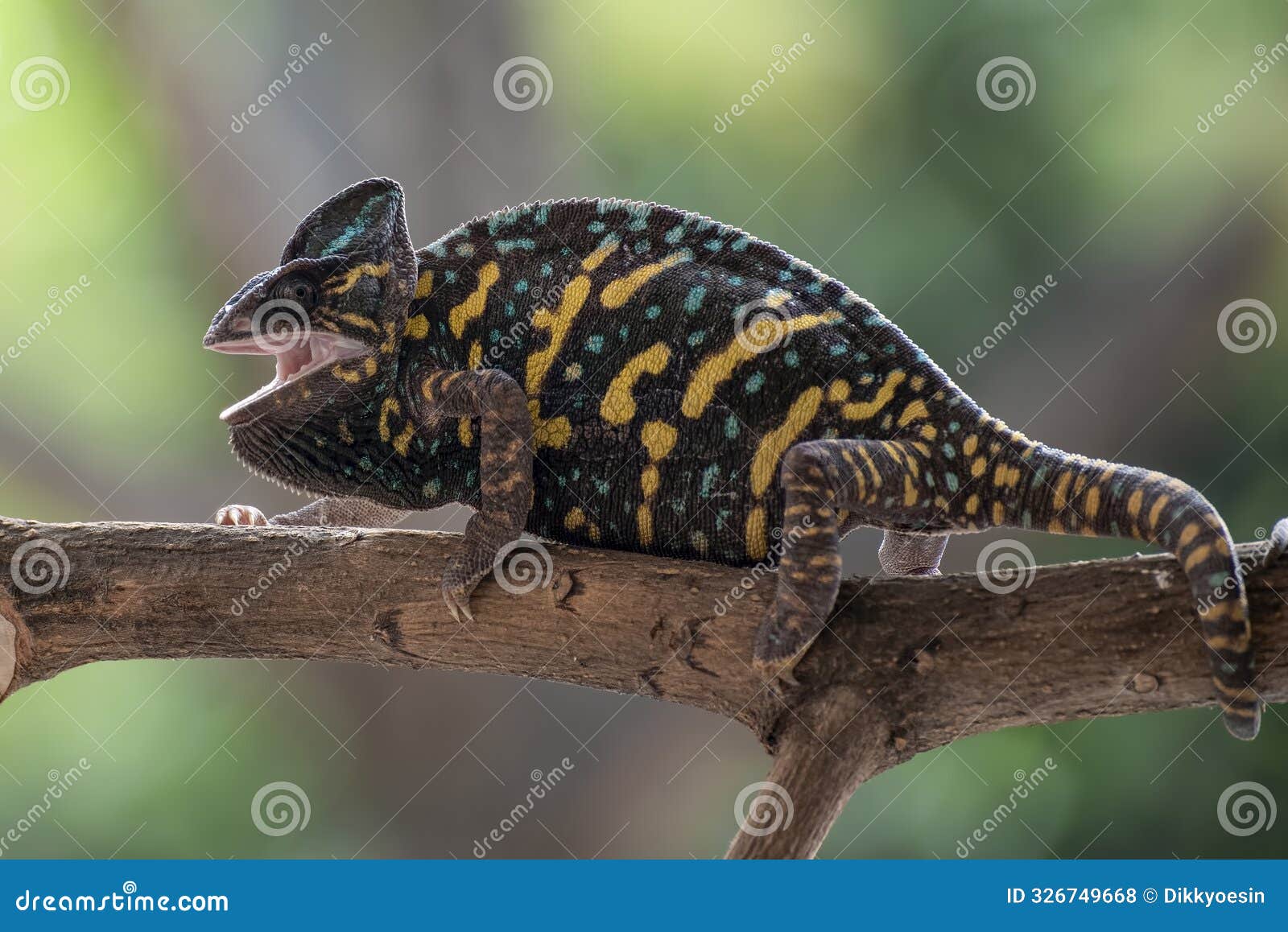 Angry Female Veiled Chameleon on a Tree Branch Stock Photo - Image of ...