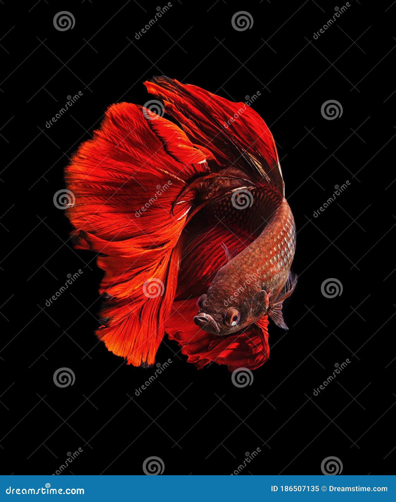 Angry Fish stock image. Image of color, awasome, fish - 186507135