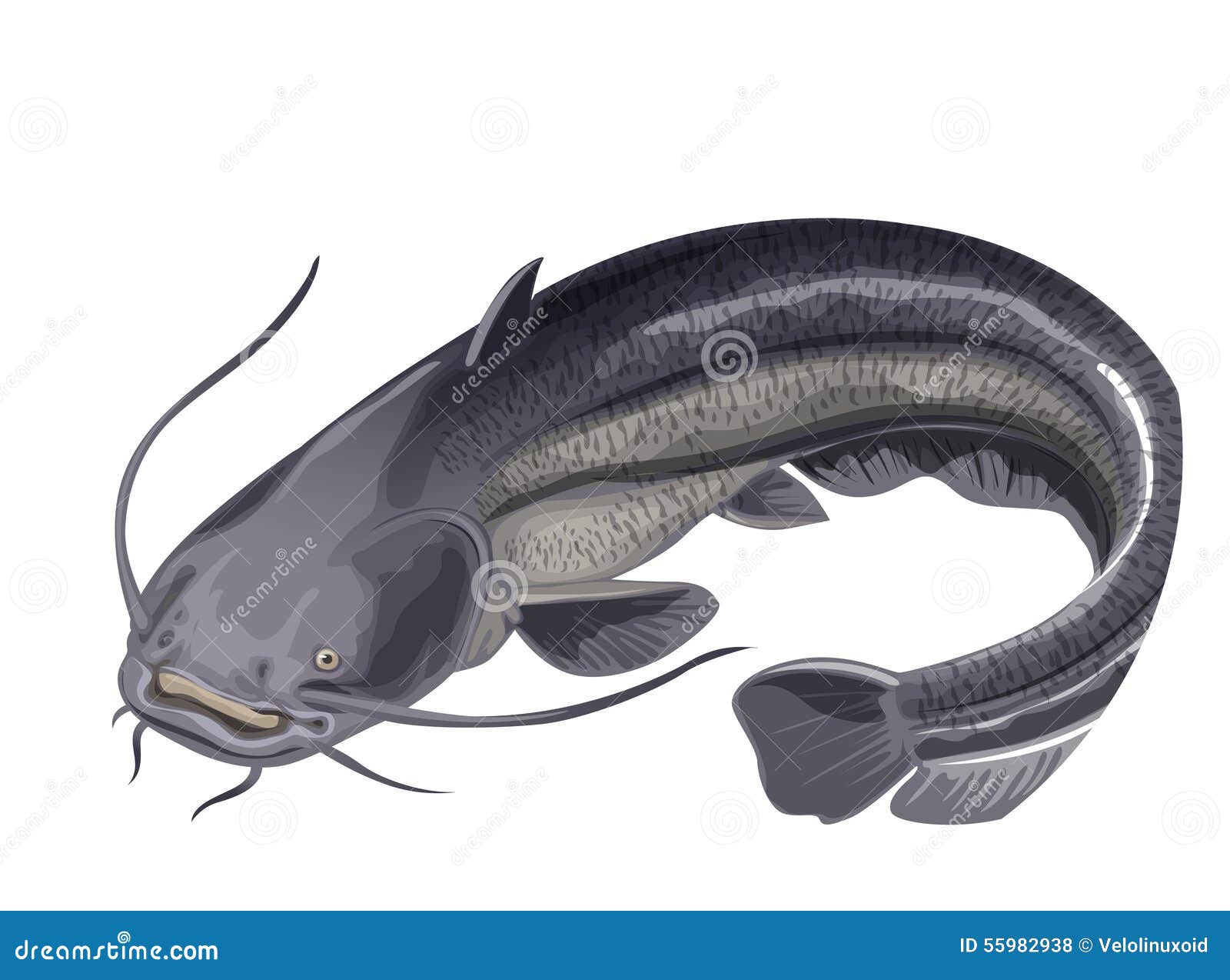 Angry Catfish Diving Down Cartoon Vector Illustration | CartoonDealer ...