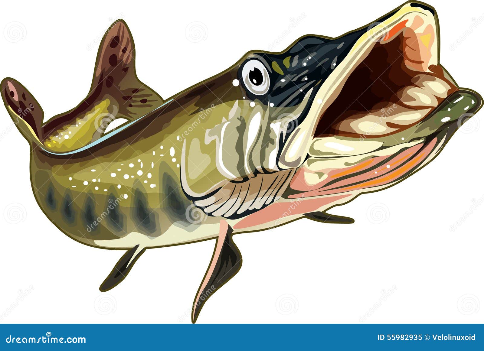 Angry Catfish Diving Down Cartoon Vector Illustration | CartoonDealer ...