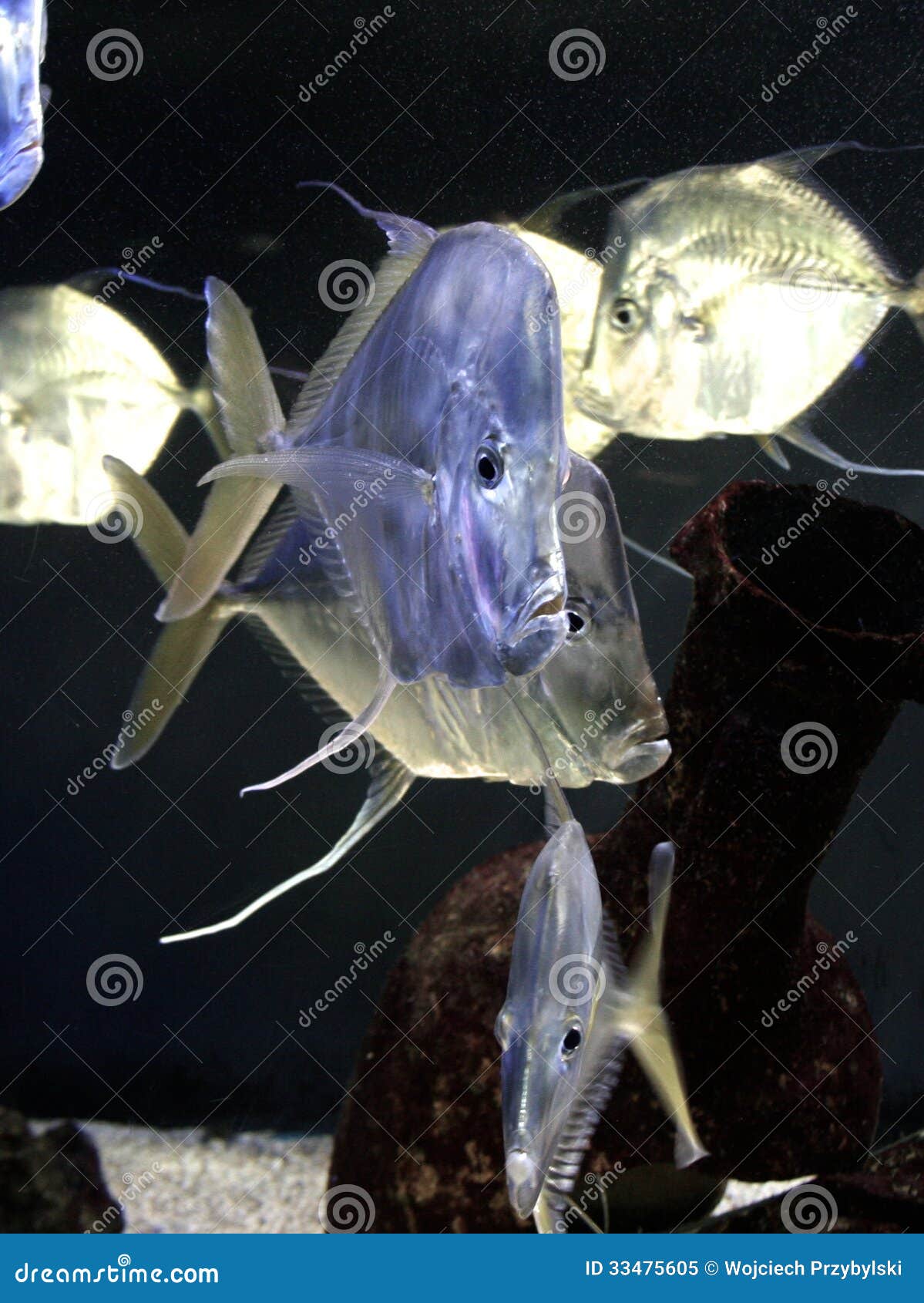 Angry fish stock image. Image of angry, tropical, marine - 33475605