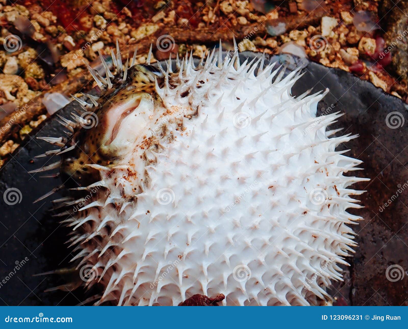 Angry fish stock image. Image of puffer, synanceiidae - 123096231