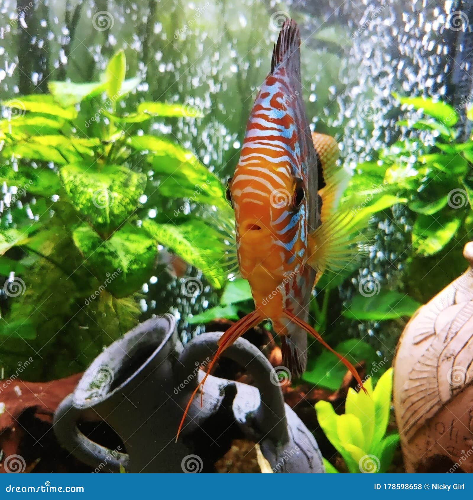 Angry fish about to attack stock photo. Image of wildlife - 178598658